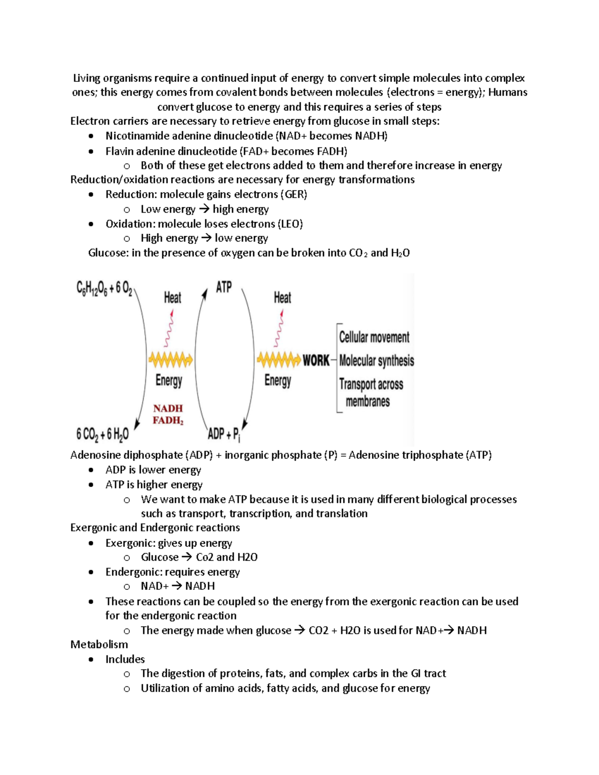 Lecture 9 and 10 metabolism part 1 and 2 - Living organisms require a ...