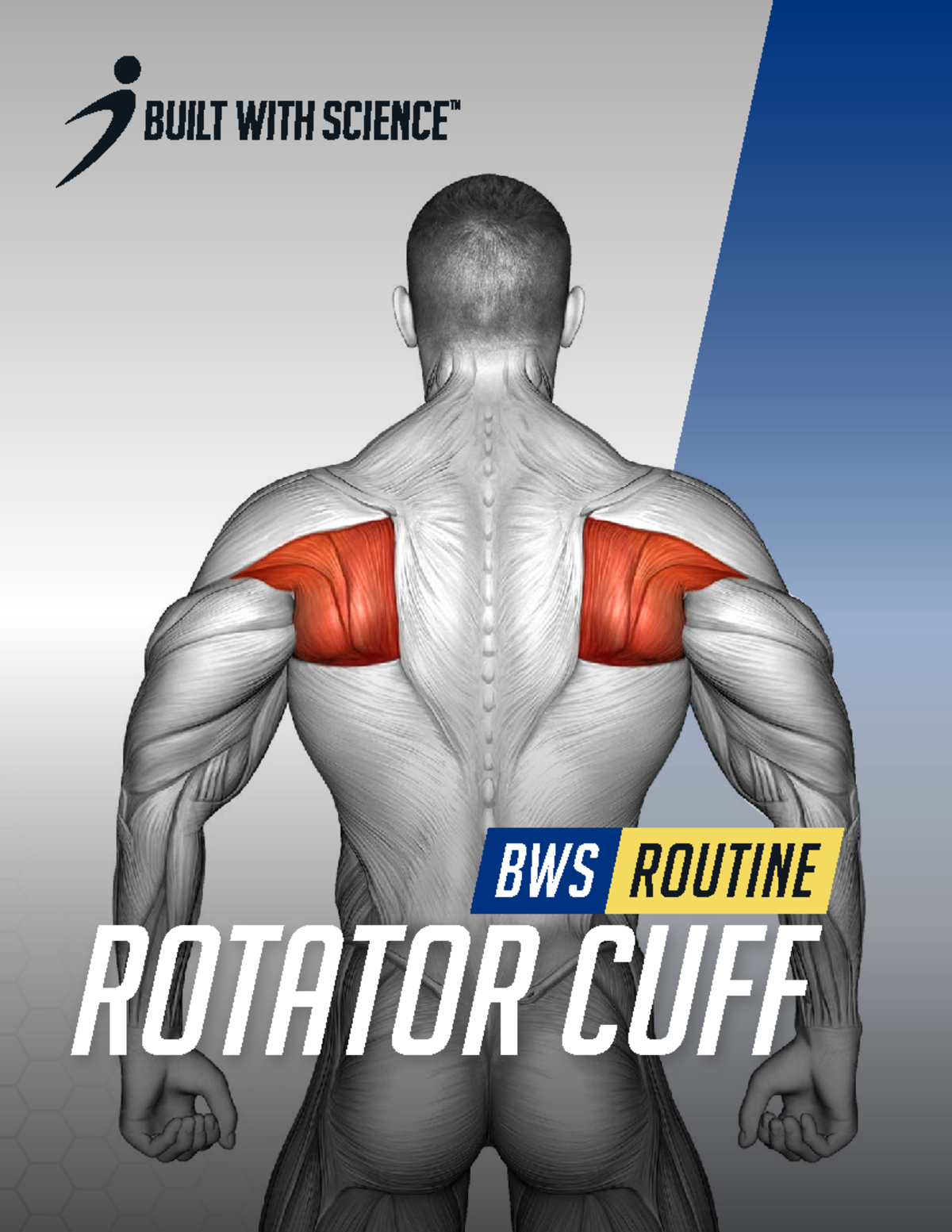 Rotator-Cuff - bws routine rotator cuff Table of contents THE ROTATOR ...