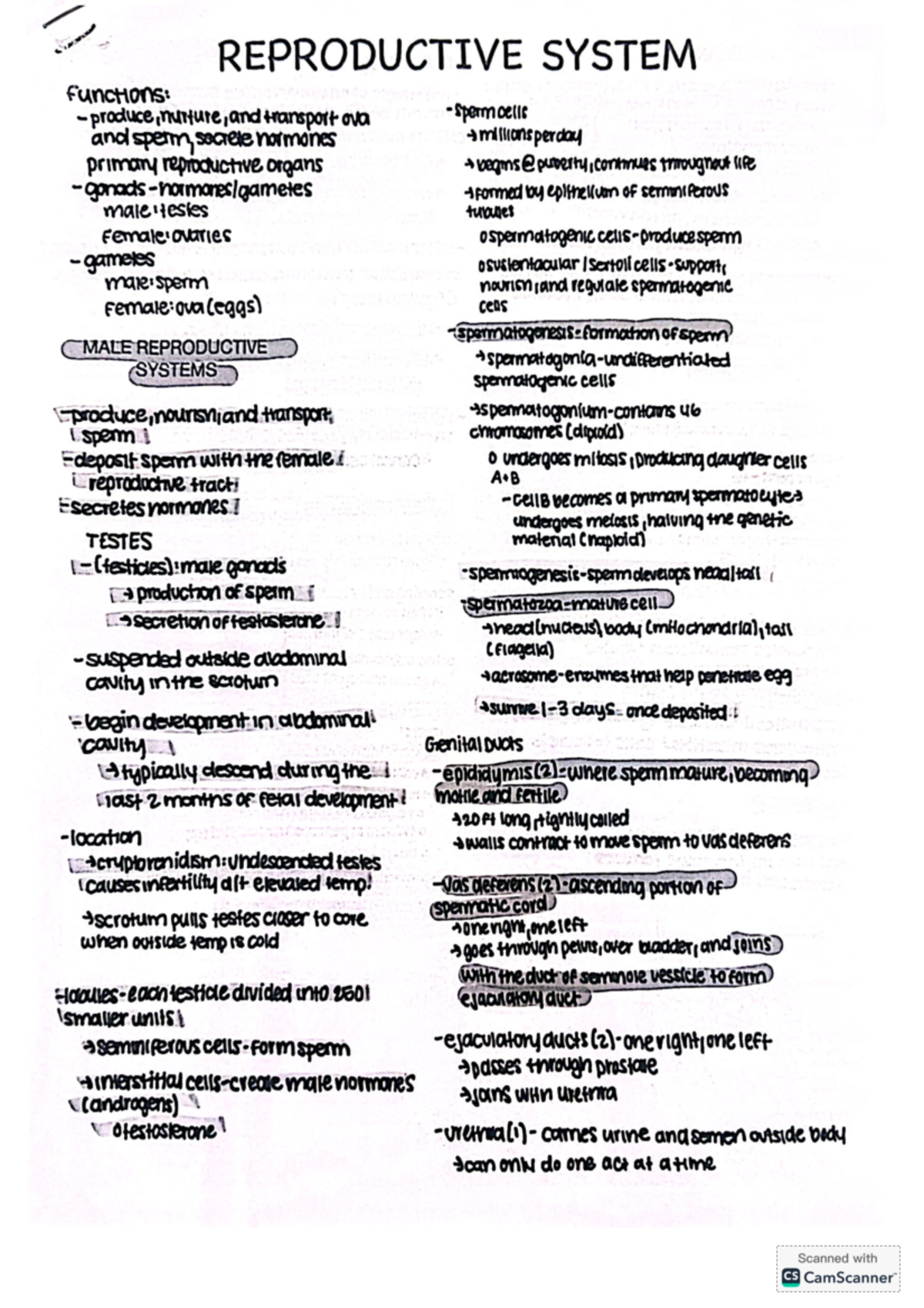 Reproductive system - REPRODUCTIVE SYSTEM functions: produce mixture ...