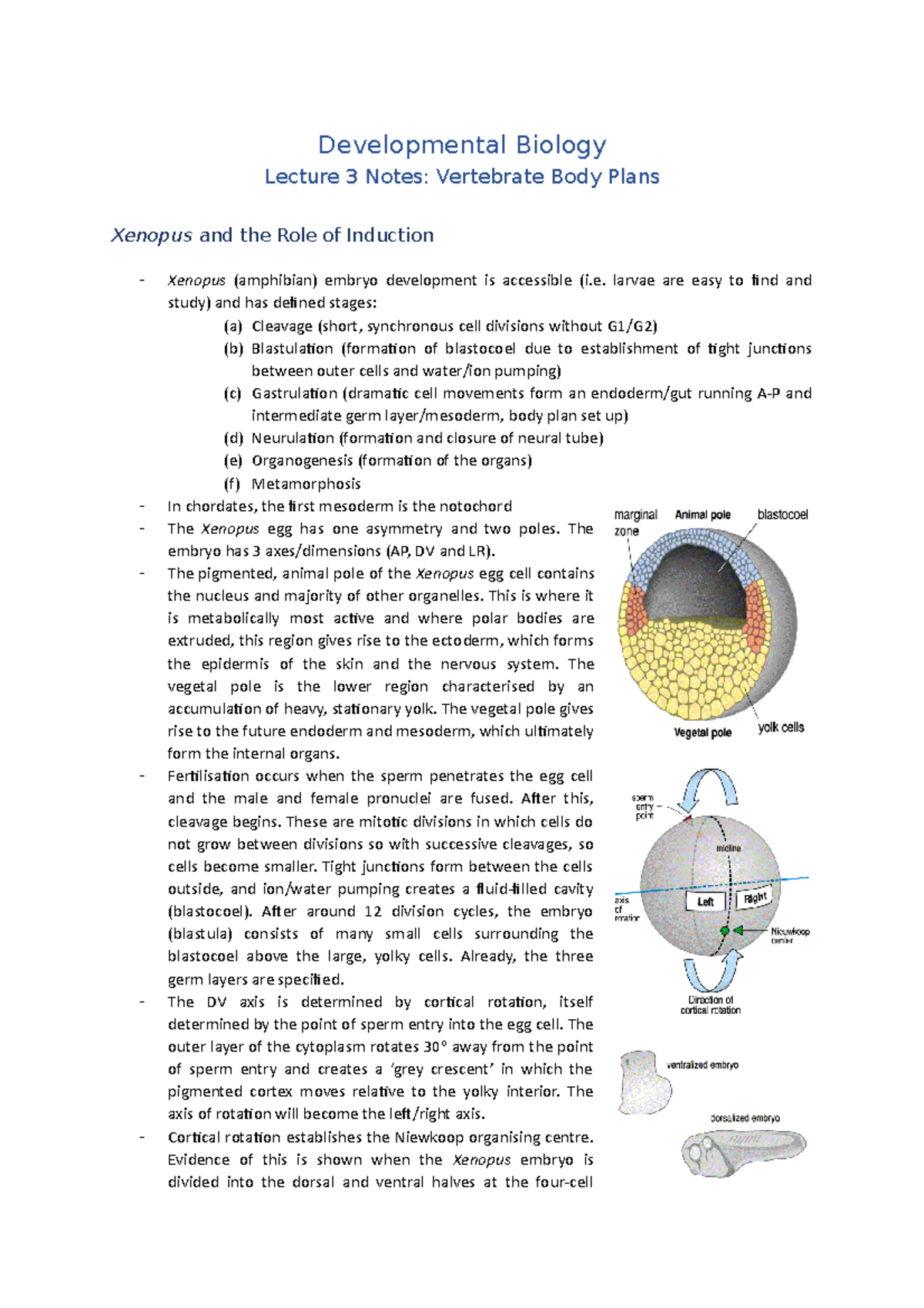 Lecture 3 Notes (Vertebrate Body Plan) - Developmental Biology Lecture ...