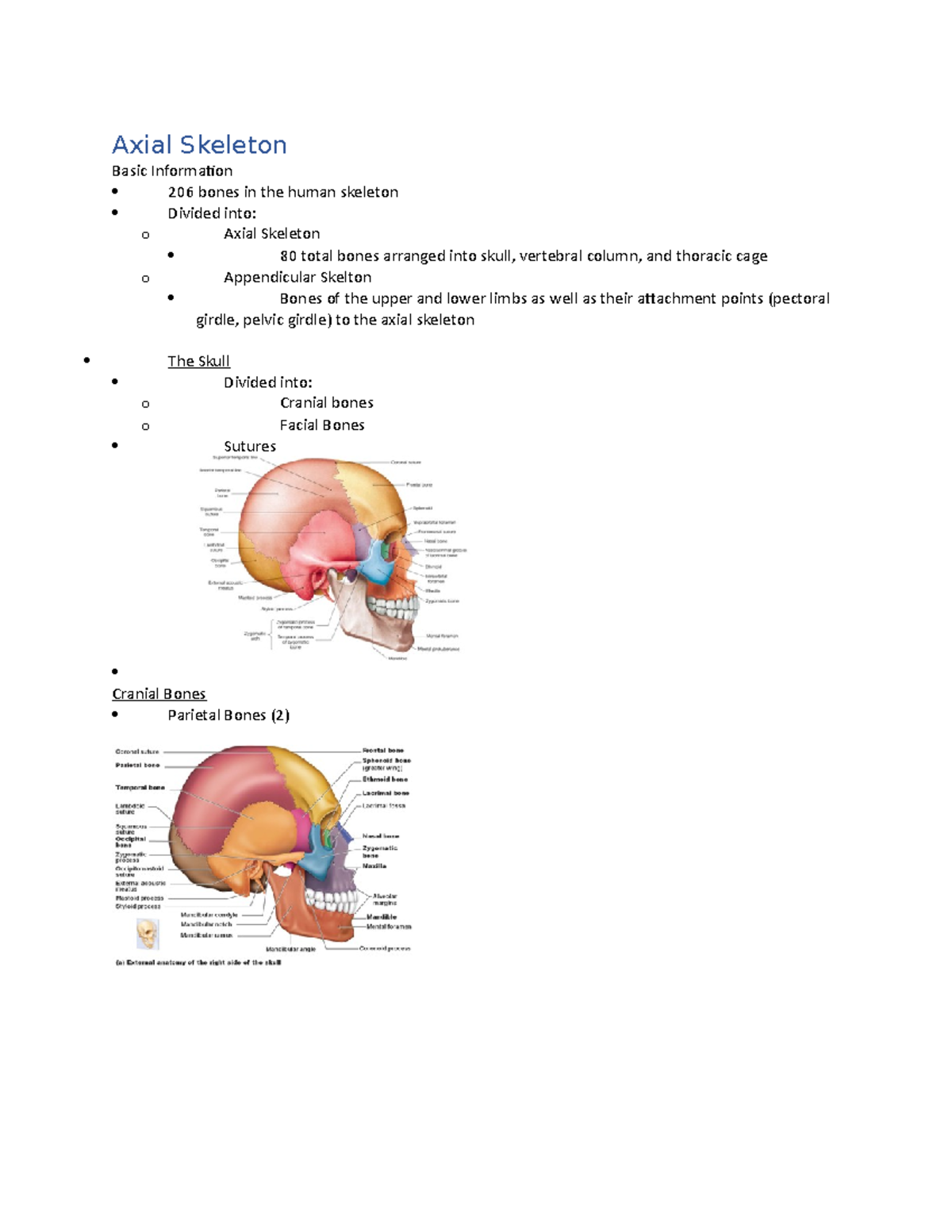 Axial Skeleton - Lecture notes 7 - Axial Skeleton Basic Information 206 ...
