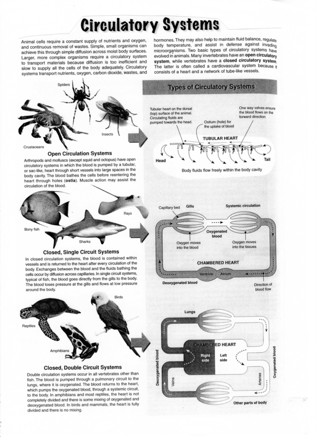 4Circulatory Systems - They may also help to maintain fluid balance ...