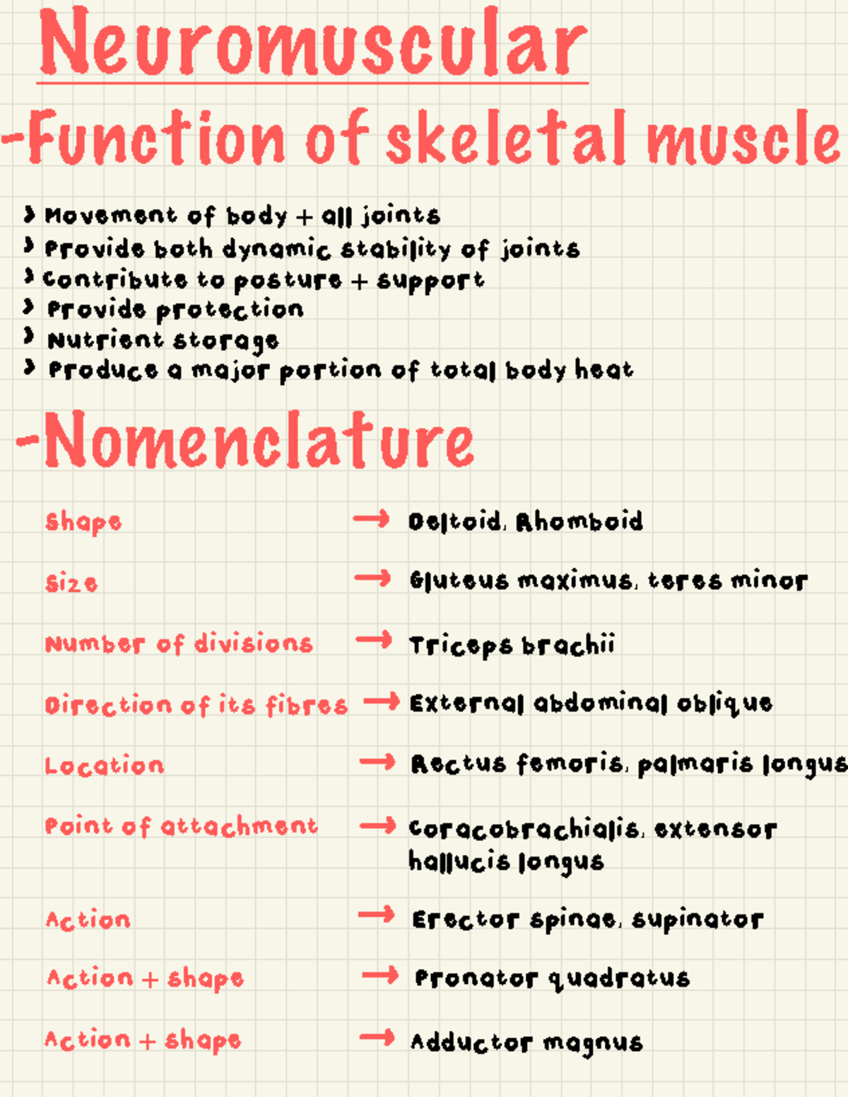 Neuromuscular Fundamentals - Neuromuscular of skeletal muscle Movement ...