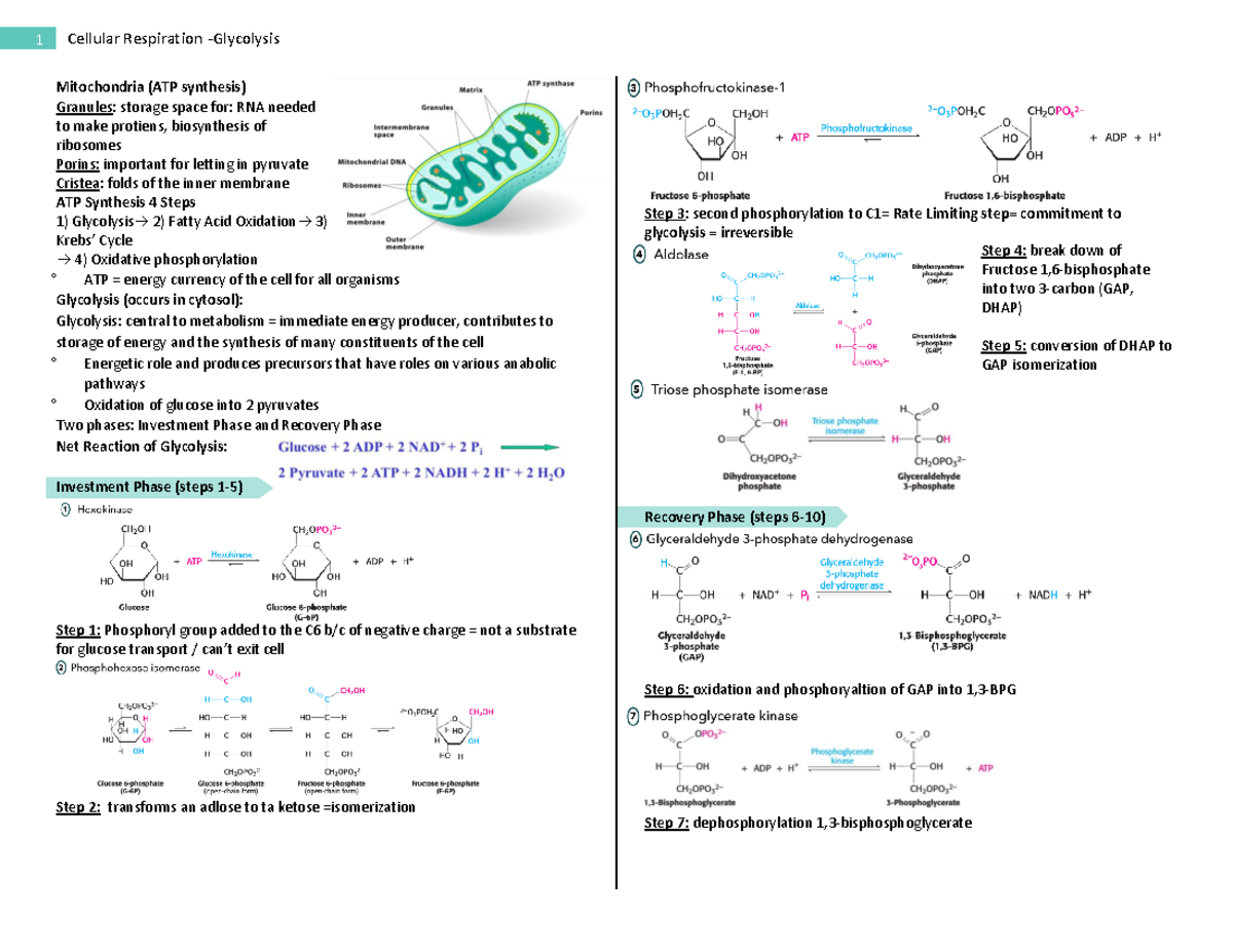 Cellular Respiration -Glycolysis lecture slide review - 1 Cellular ...