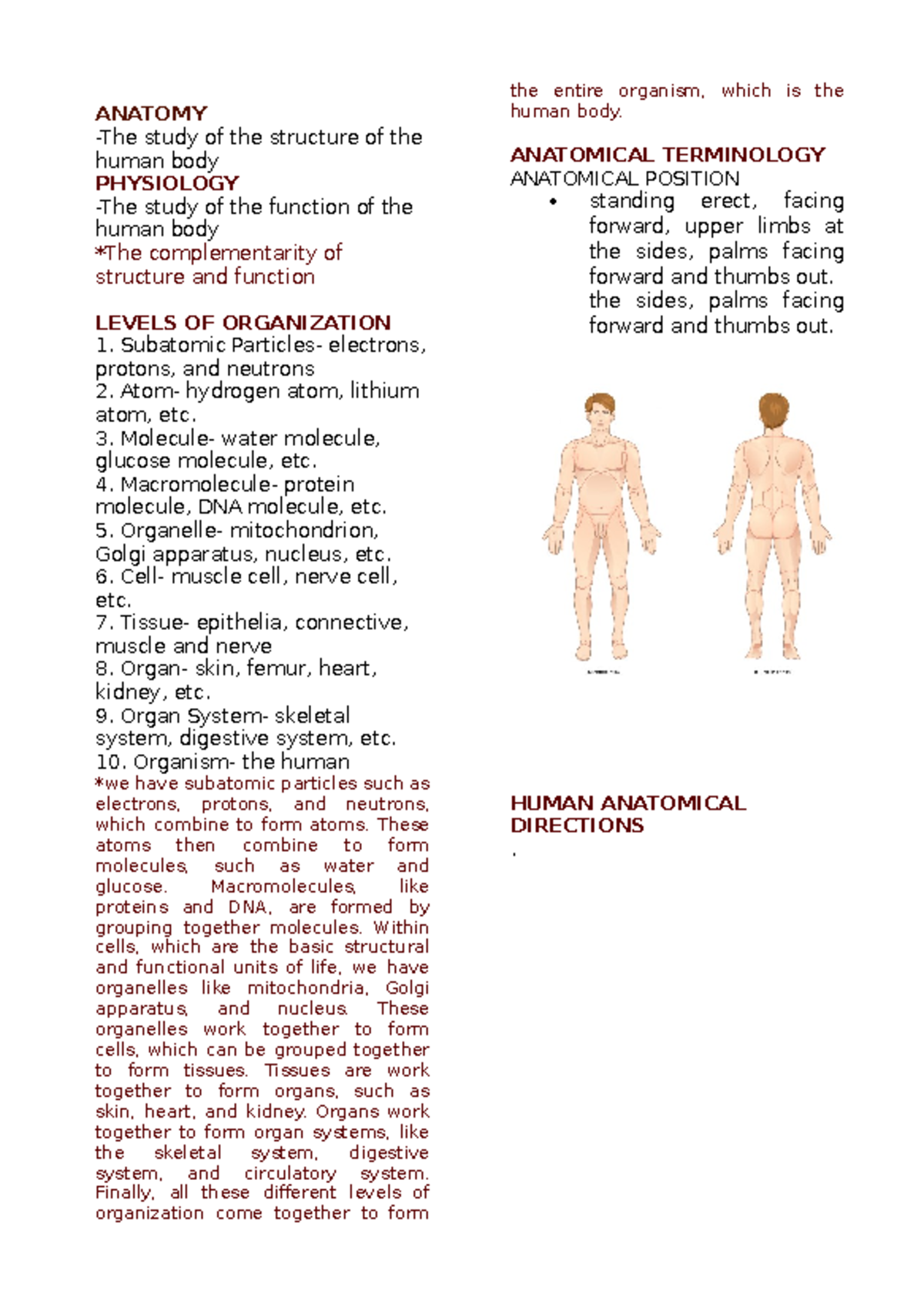 Anaphy - .... - ANATOMY -The study of the structure of the human body ...