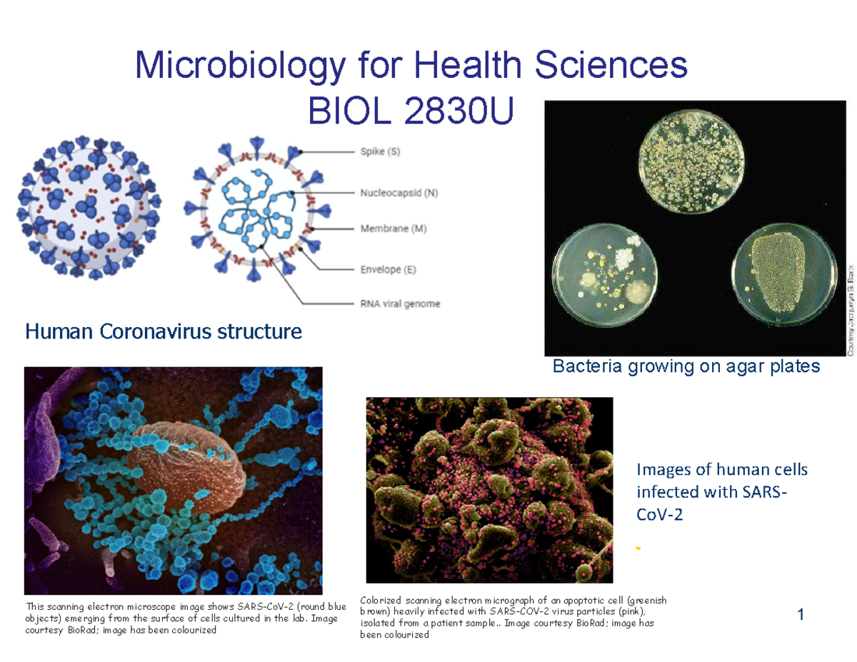 Microbio Week 1 - Microbiology for Health Sciences BIOL 2830U Human ...