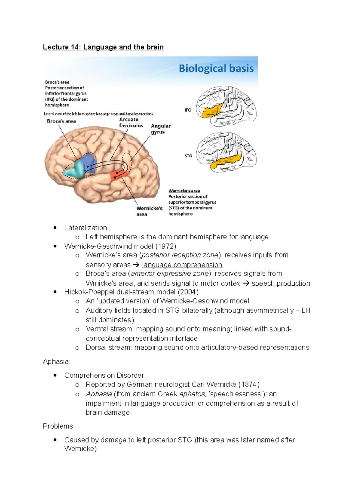 L14 Language and the brain - Lecture 14: Language and the brain ...