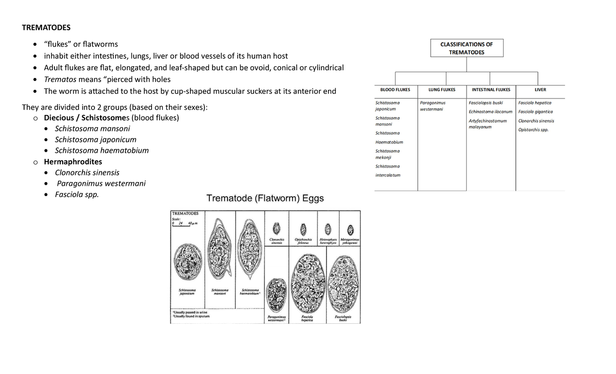 Trematodes-summary-1 - TREMATODES “flukes” or flatworms inhabit either ...