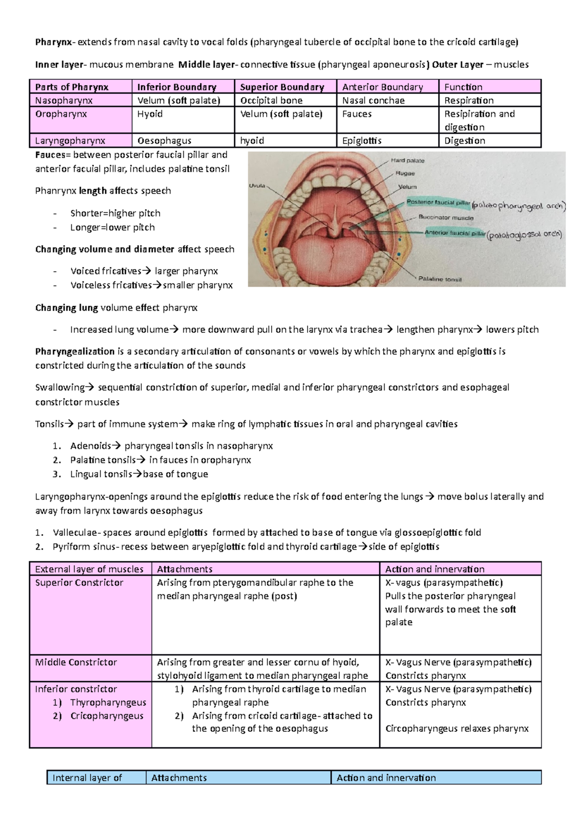 Pharynx practice summary long - Pharynx - extends from nasal cavity to ...