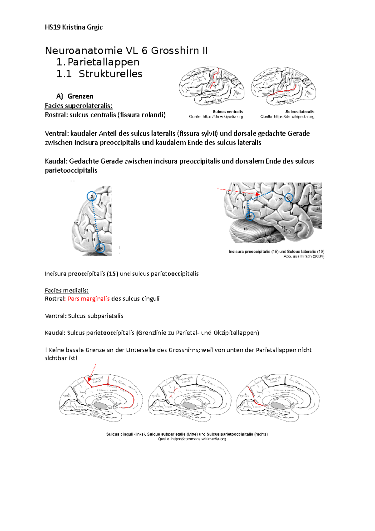 Neuroanatomie VL 6 Grosshirn II - Parietallappen 1 Strukturelles A ...