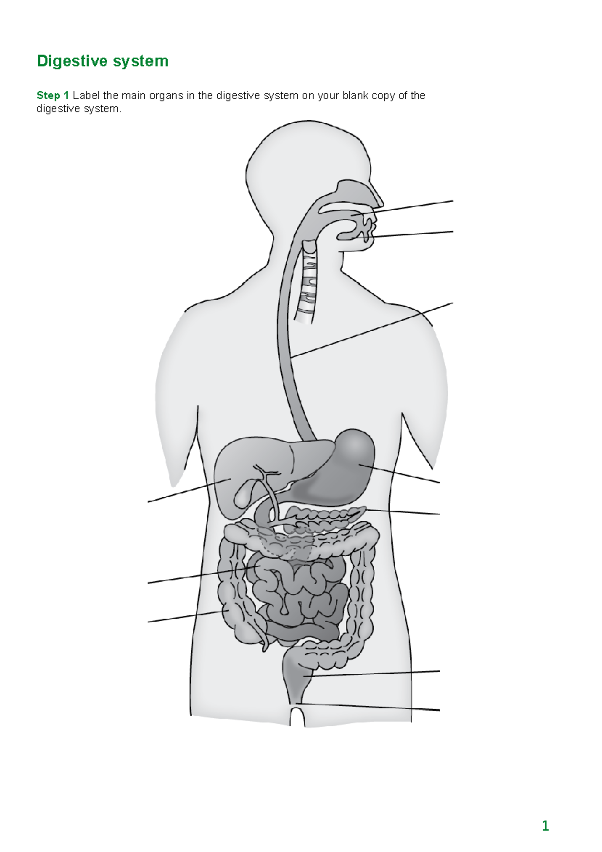 Digestive System Diagram Summary Digestive System Step 1 Label The 