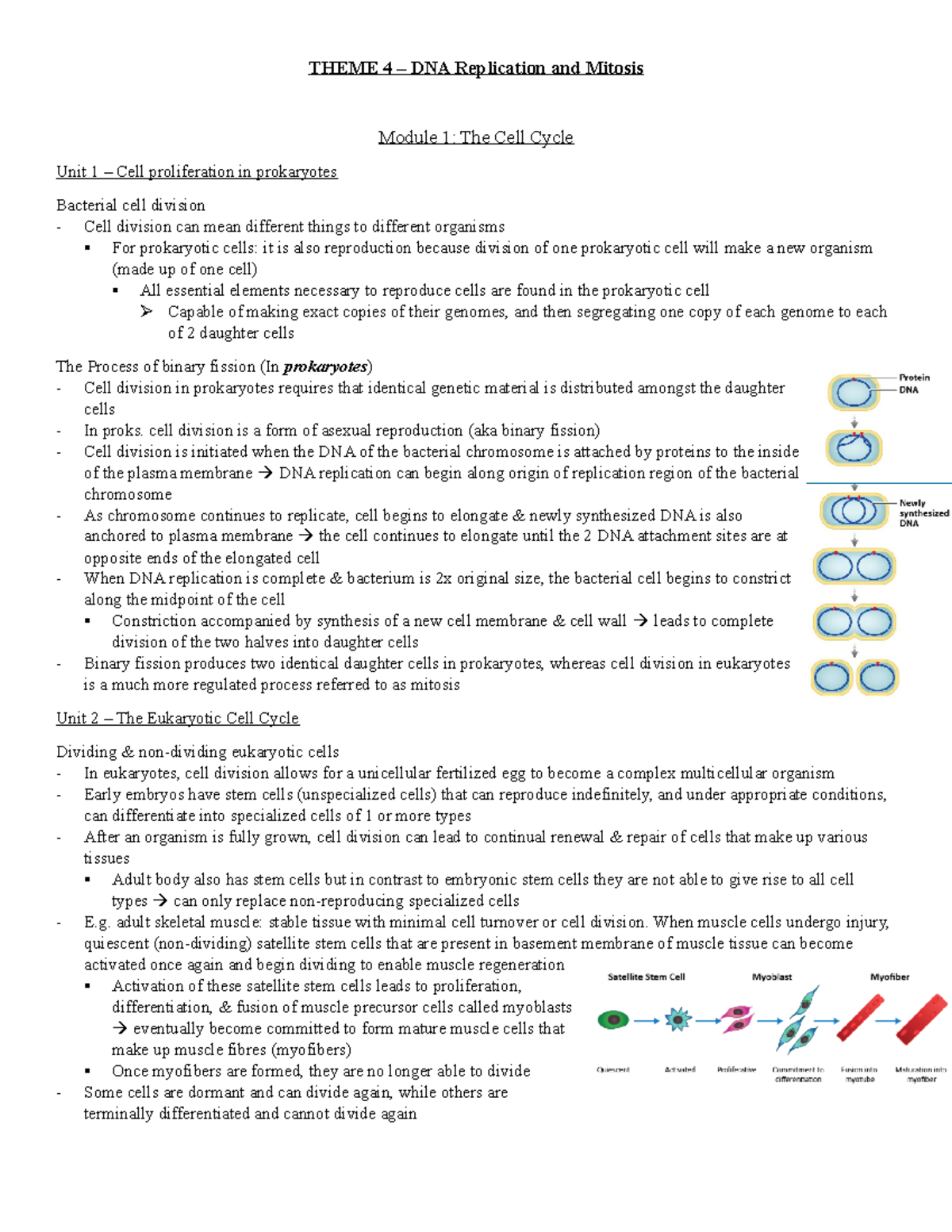 Theme 4 Module Notes - THEME 4 – DNA Replication and Mitosis Module 1 ...
