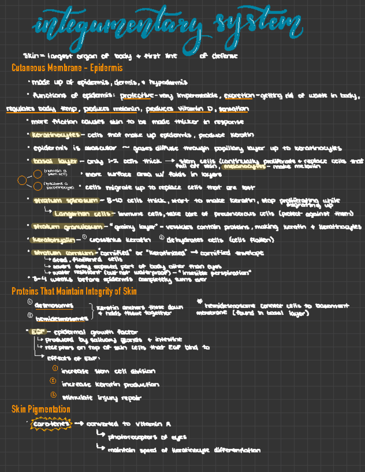 Anatomy I: Integumentary System - Warning: Error during font loading: XMLHttpRequest is not ...