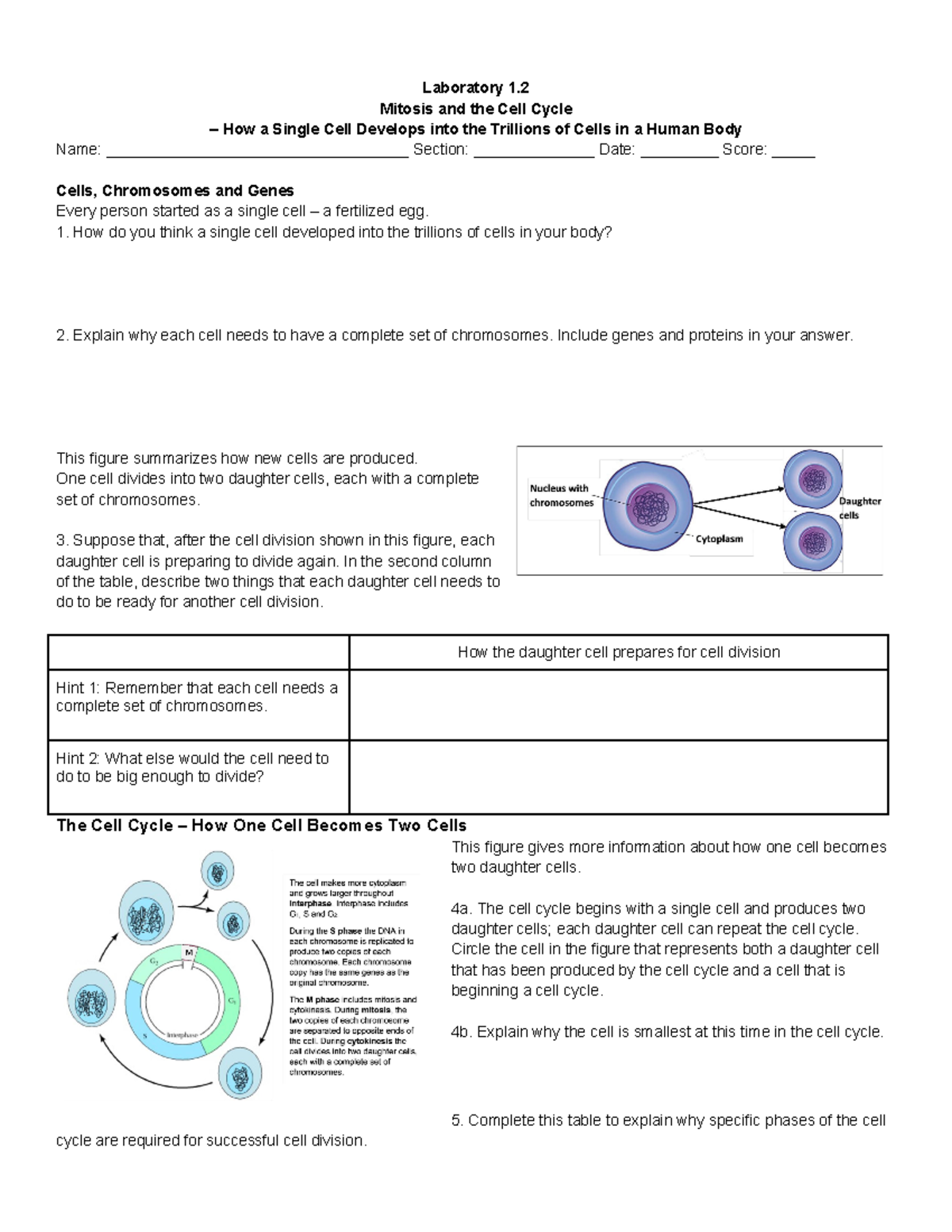 Untitled%20document - none - Laboratory 1. Mitosis and the Cell Cycle ...