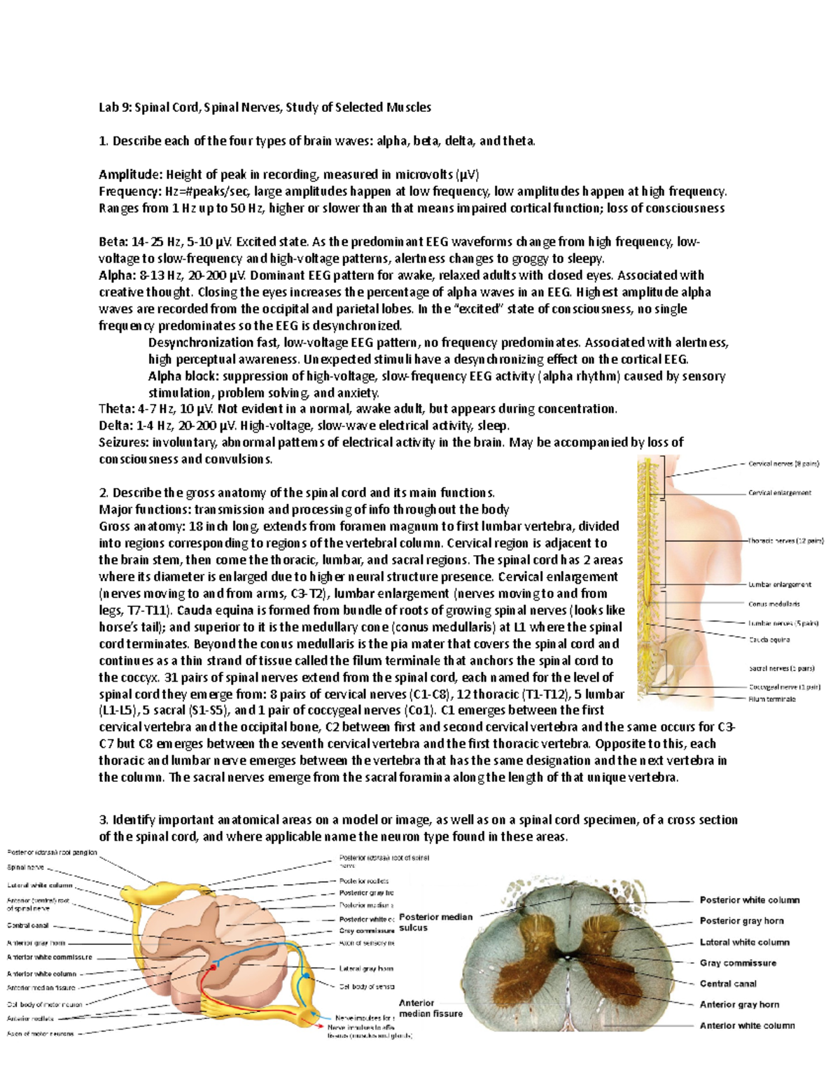 Lab 9 - All labs study notes / guides - Lab 9: Spinal Cord, Spinal ...