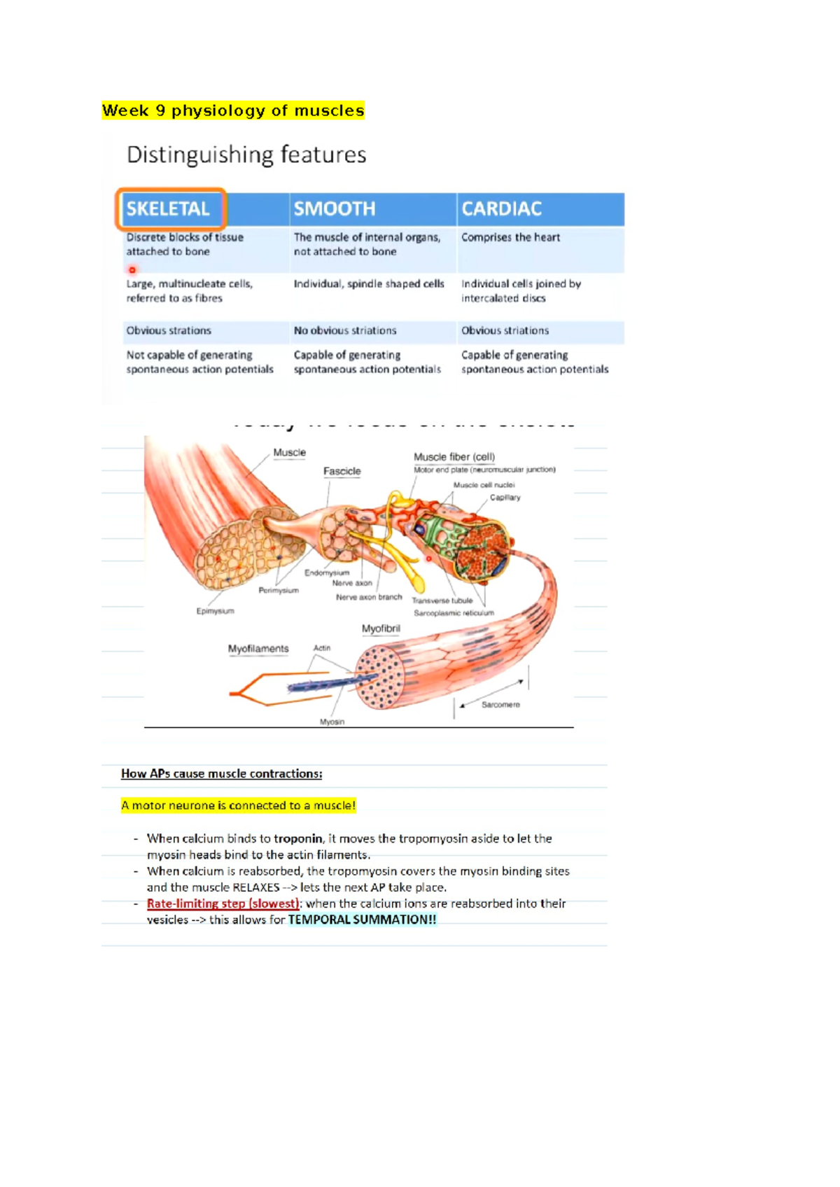 Week 9 physiology of muscles - BMD121 - Week 9 physiology of muscles ...