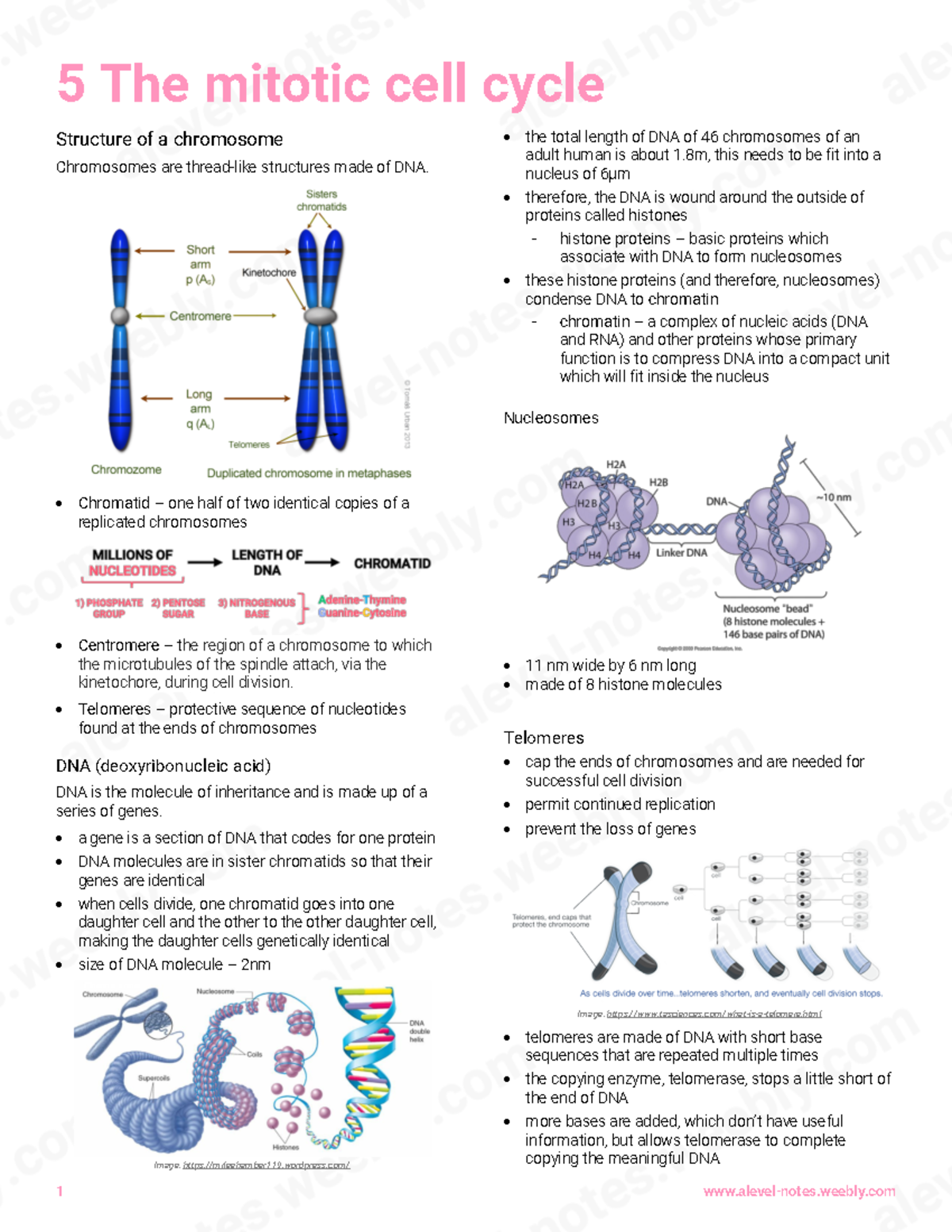 5 mitotic cell cycle - 5 The mitotic cell cycle Structure of a ...