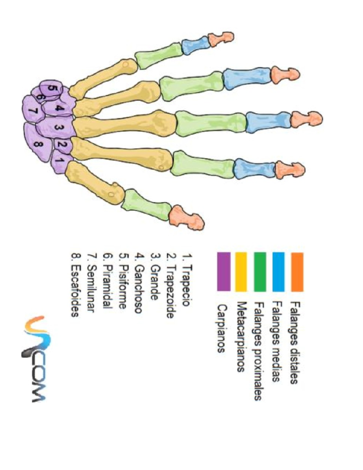 Huesos pies y manos - Falanges distales Falanges medias Falanges ...
