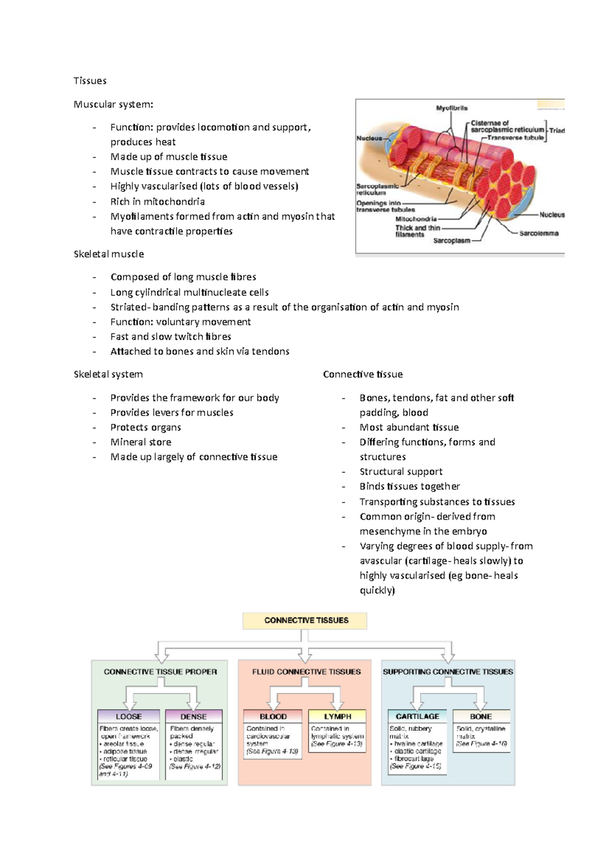 Cell biology lecture 8 - notes - Tissues Muscular system: - Function ...