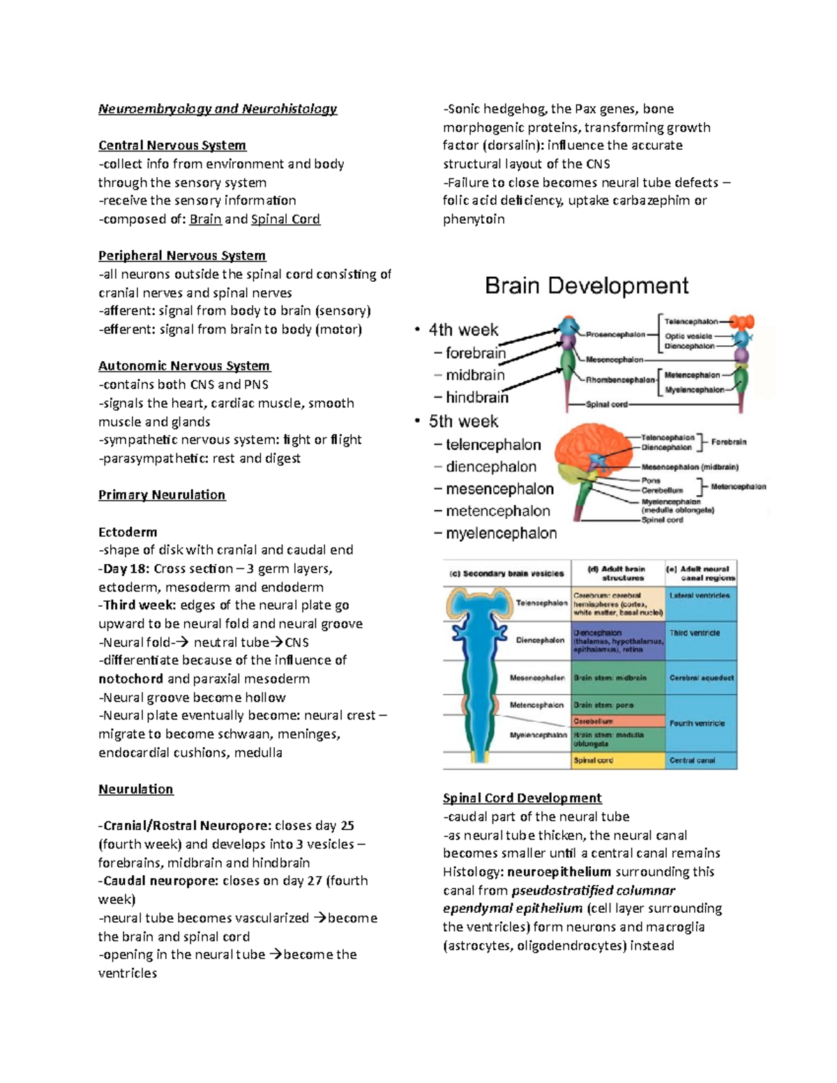 Brain development anatomy and physiology - Neuroembryology and ...