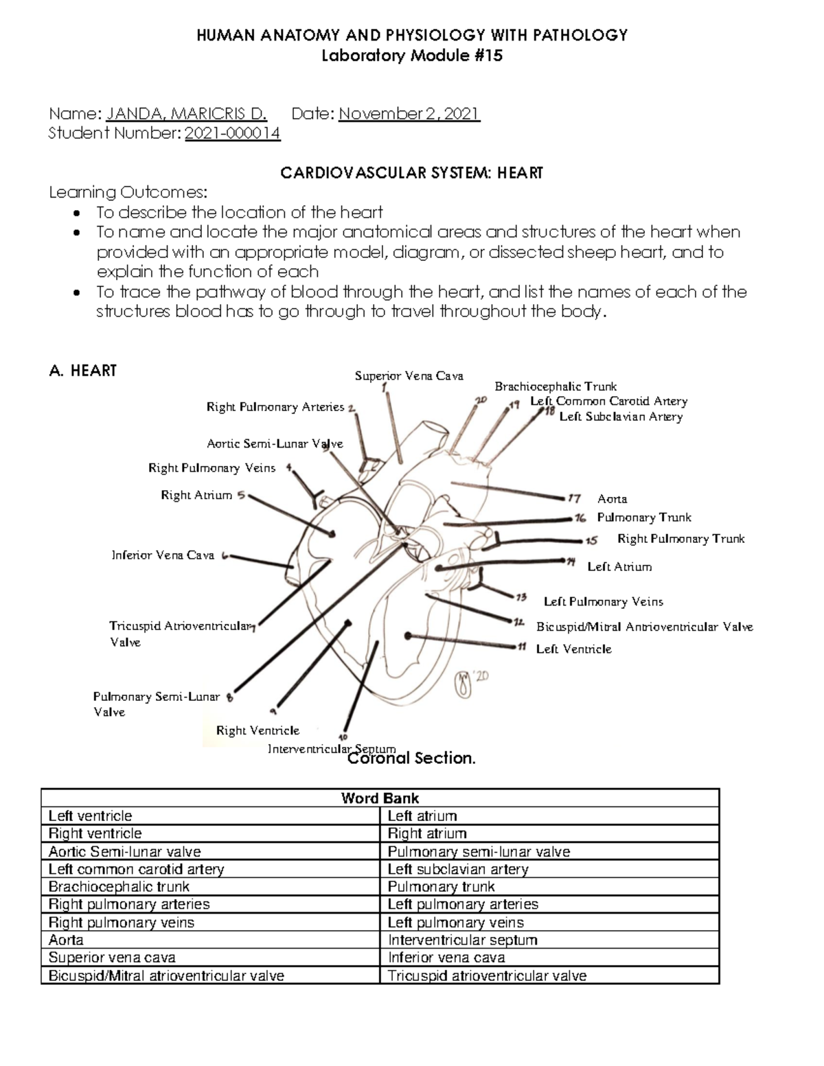 Cardiovascular System - Heart - Laboratory Module # 15 Name: JANDA ...