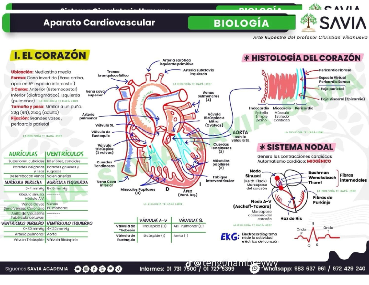 Cora - circulación del corazon - Anatomía - Studocu
