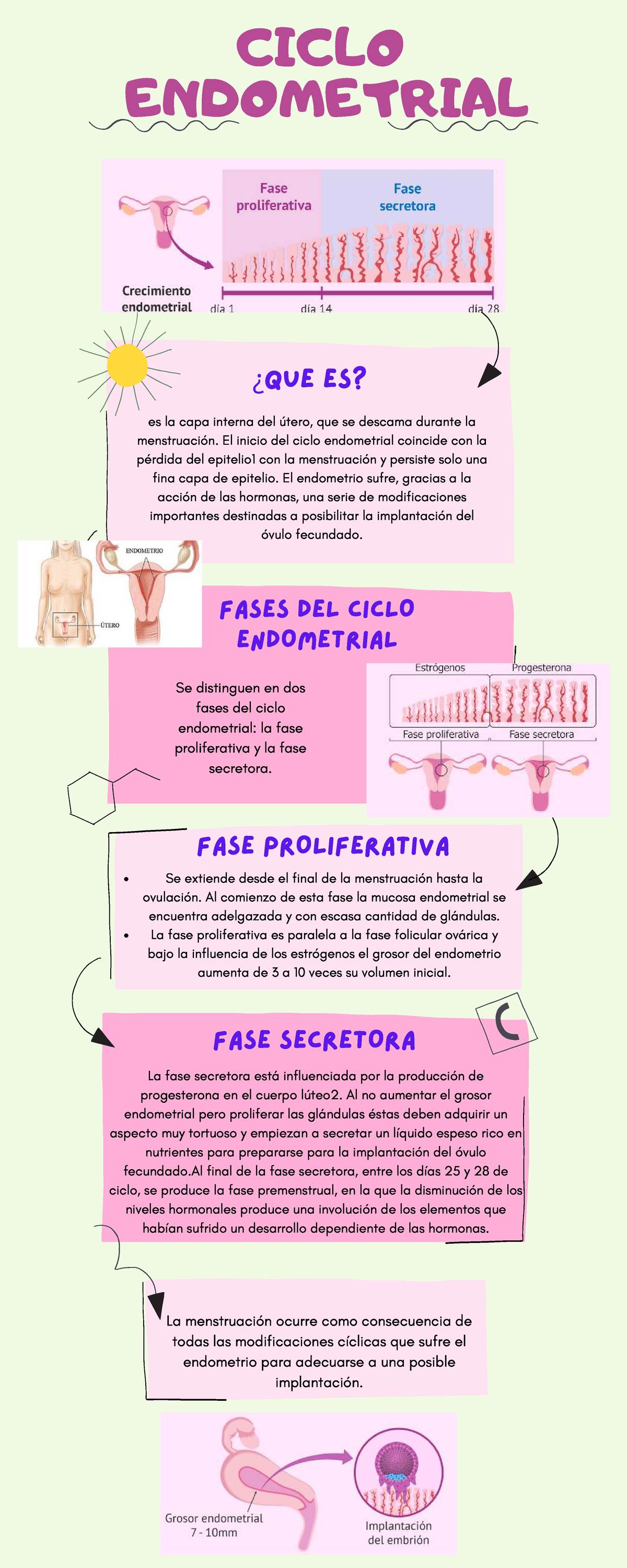 Ciclo Endometrial - INFOGRAFÍA - Se extiende desde el final de la ...