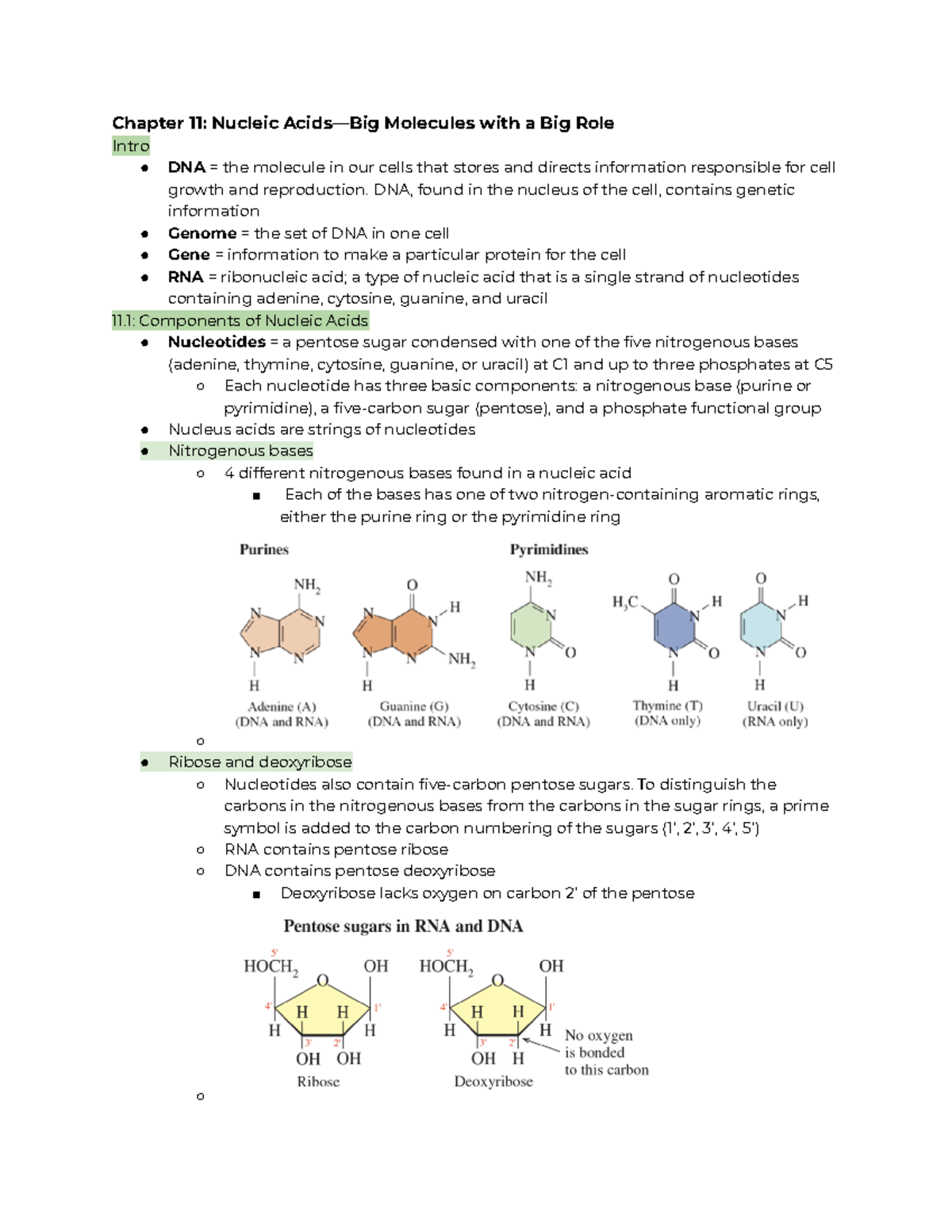 Chapter 11.1-11.4 notes - Chapter 11: Nucleic Acids—Big Molecules with ...