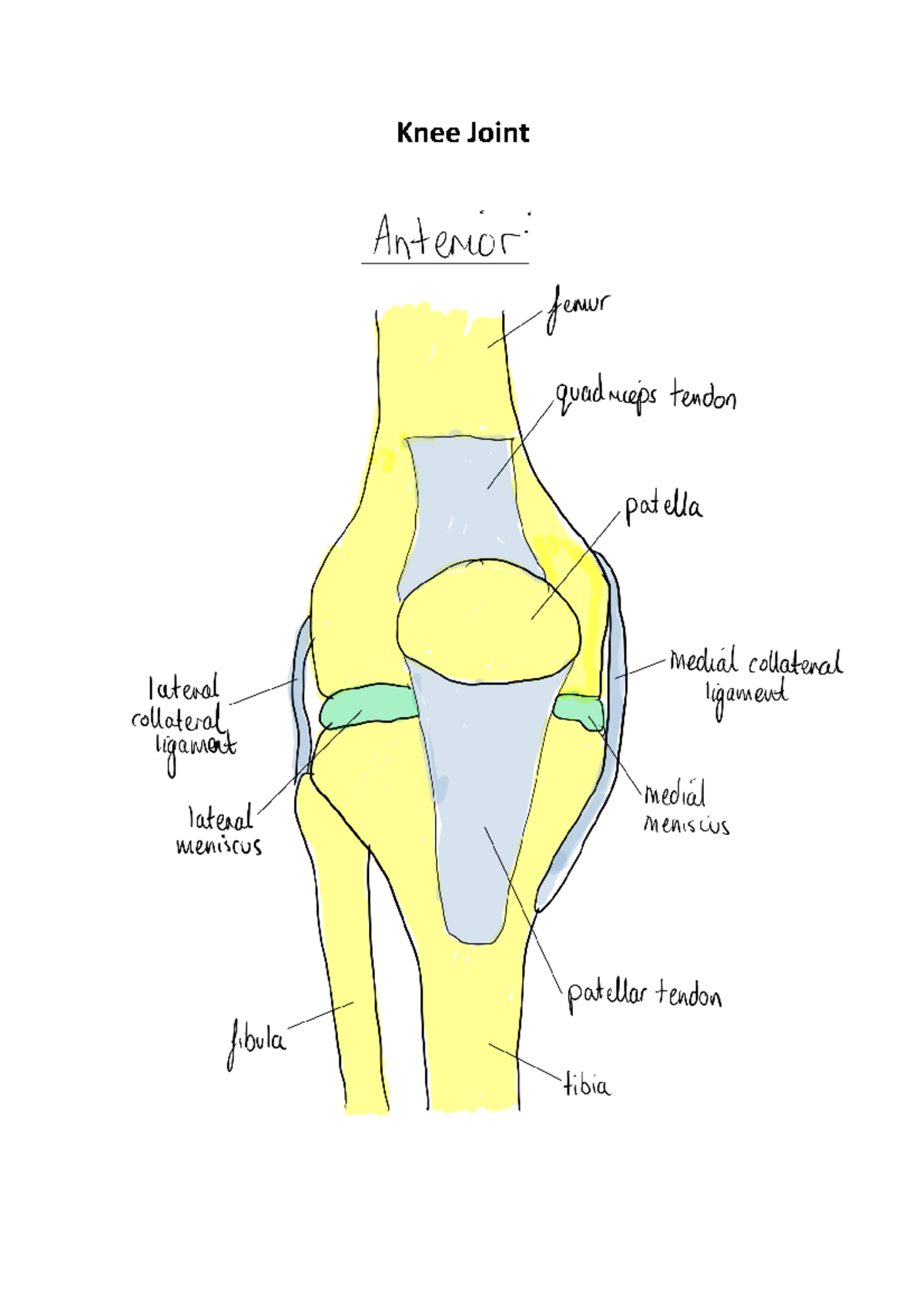 Knee Joint - Studocu