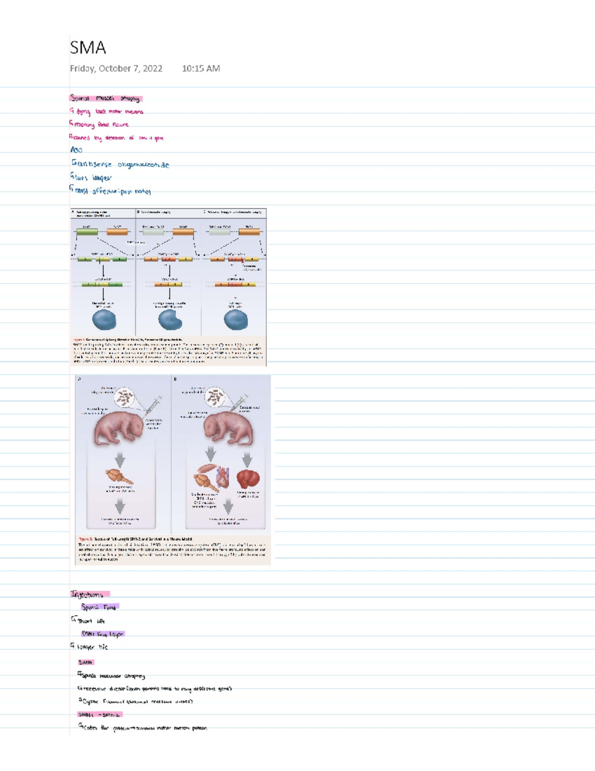 SMA Notes (Spinal Muscel Atrophy) - BIO 160 - Studocu