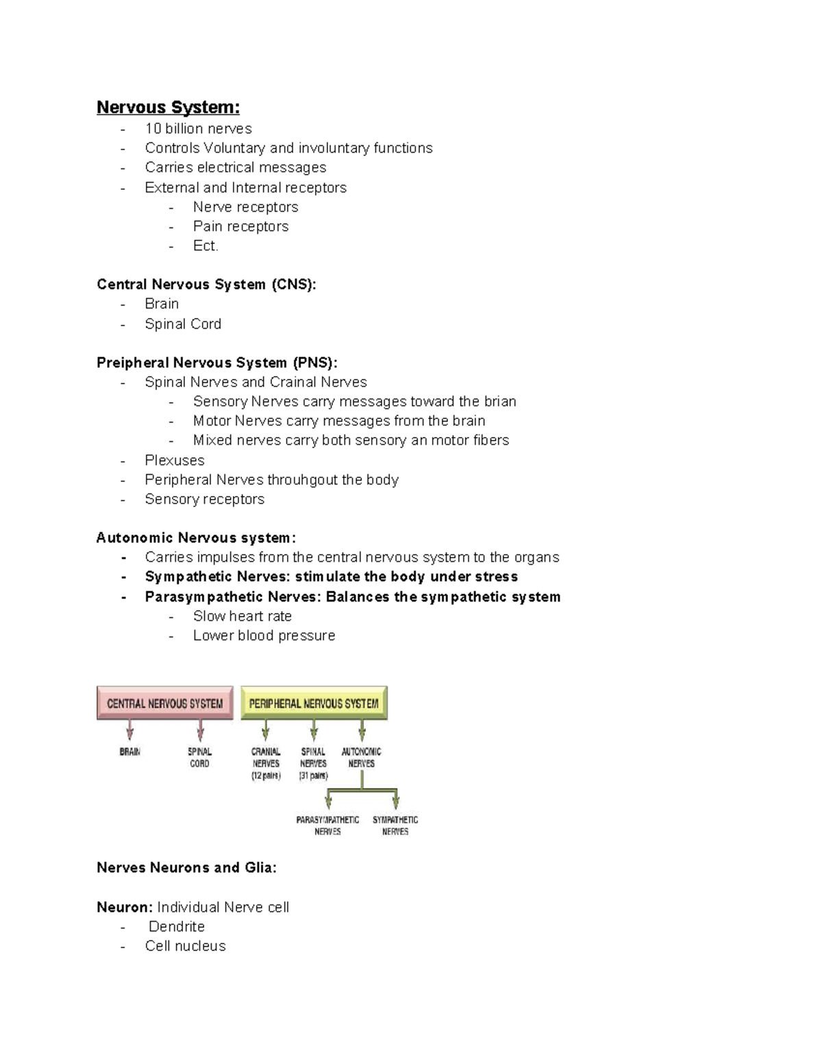 Copy of Chapter 10 Nervous System - Nervous System: 10 billion nerves ...