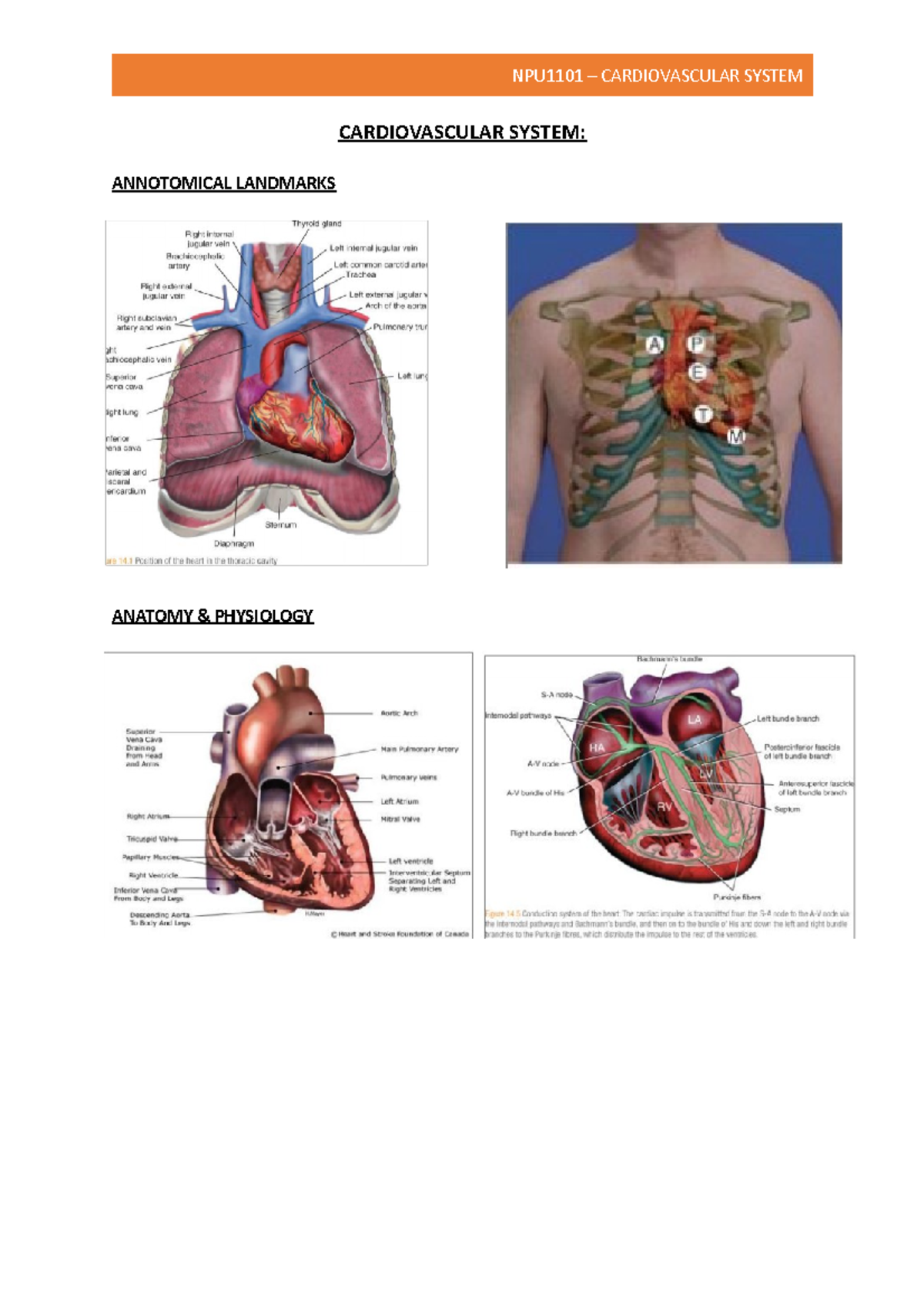 Cardiovascular System Notes 2020 Semester 1 - CARDIOVASCULAR SYSTEM ...