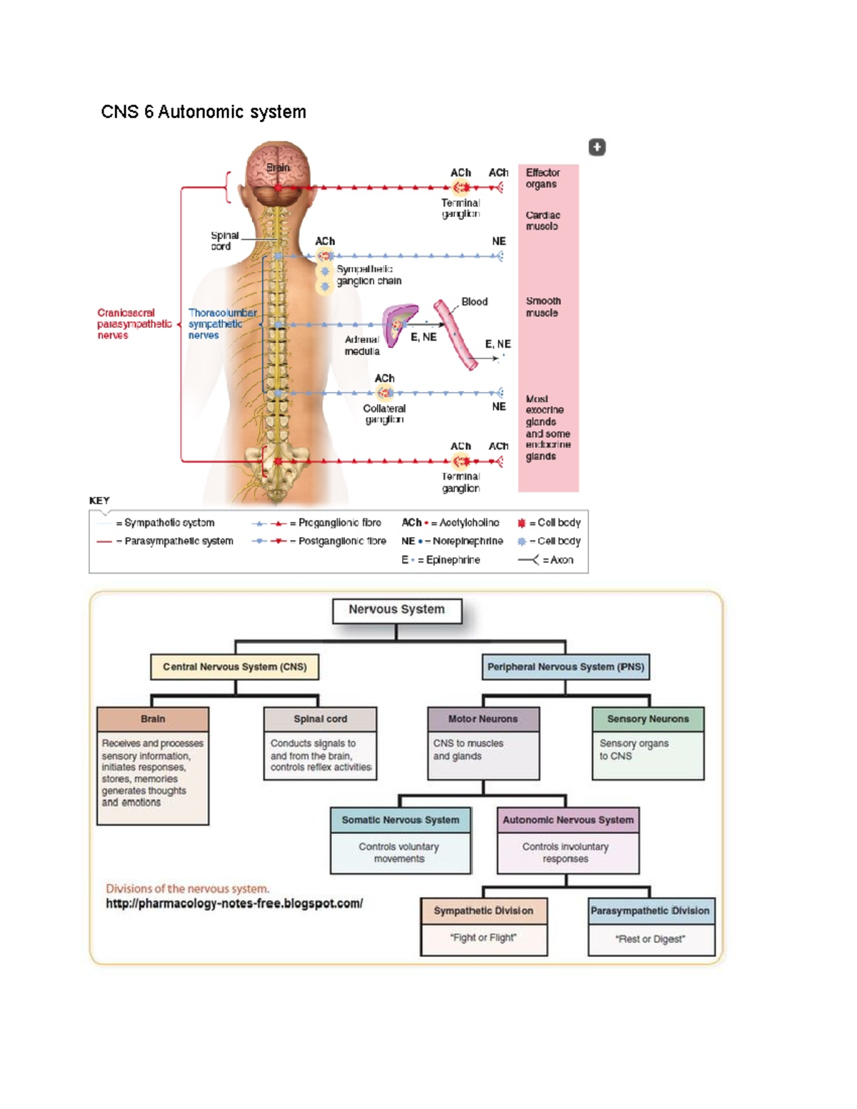 CNS 06 ANS - Central Nervous System Notes #6 (ANS) - CNS 6 Autonomic ...