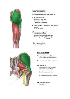 Anatomie hoofdstuk 4 - Artrologie, myologie en innervatie van de ...