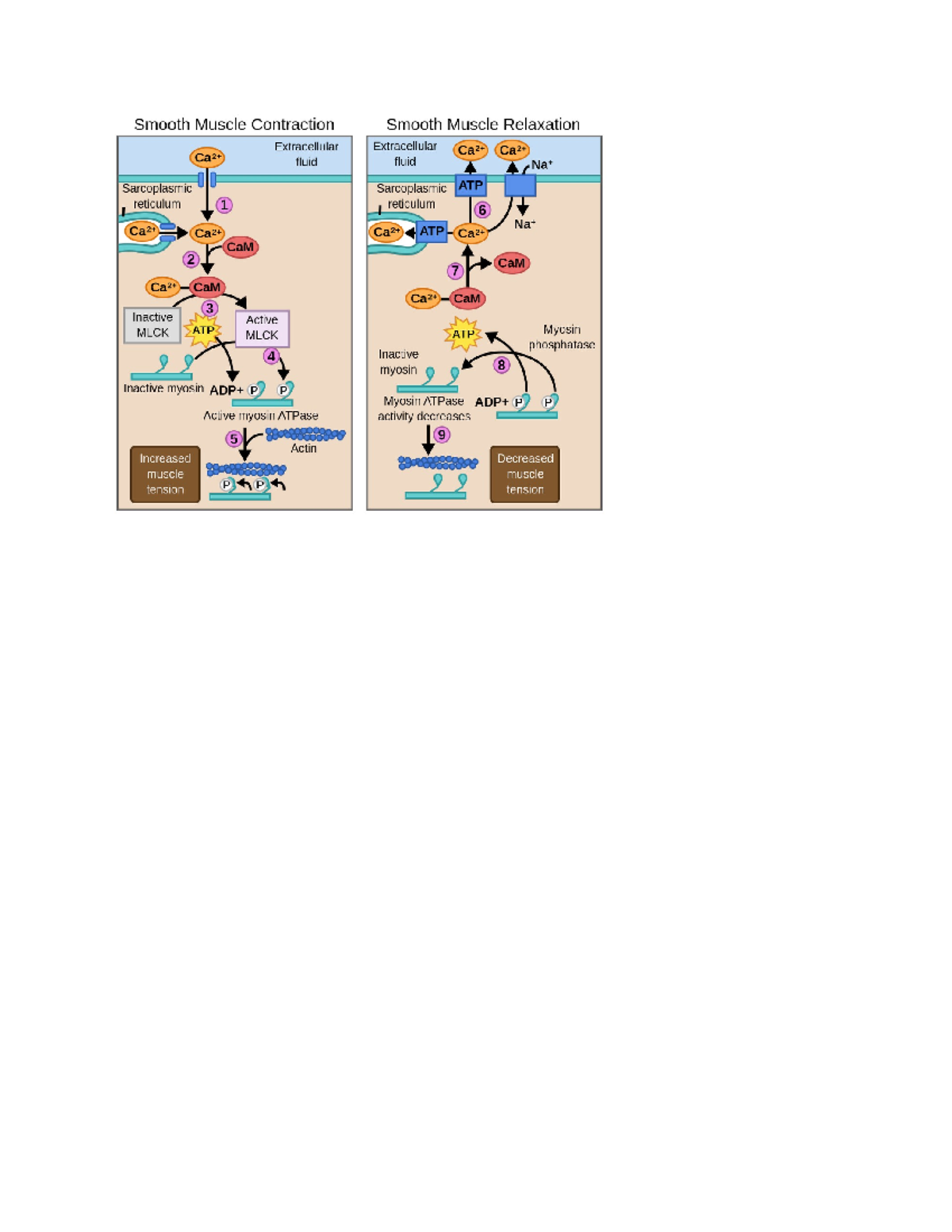 Muscle contraction - BIO-168 - Studocu