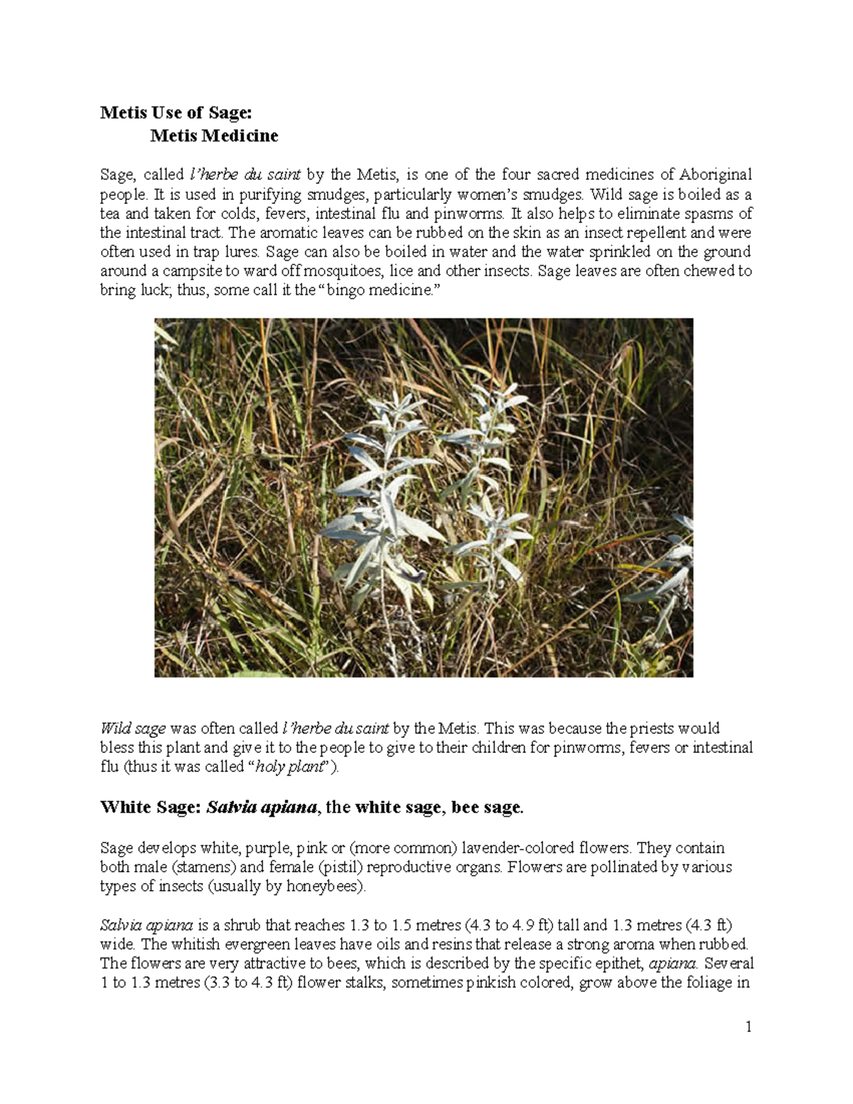 Metis Use of Sage - Note - Metis Use of Sage: Metis Medicine Sage ...