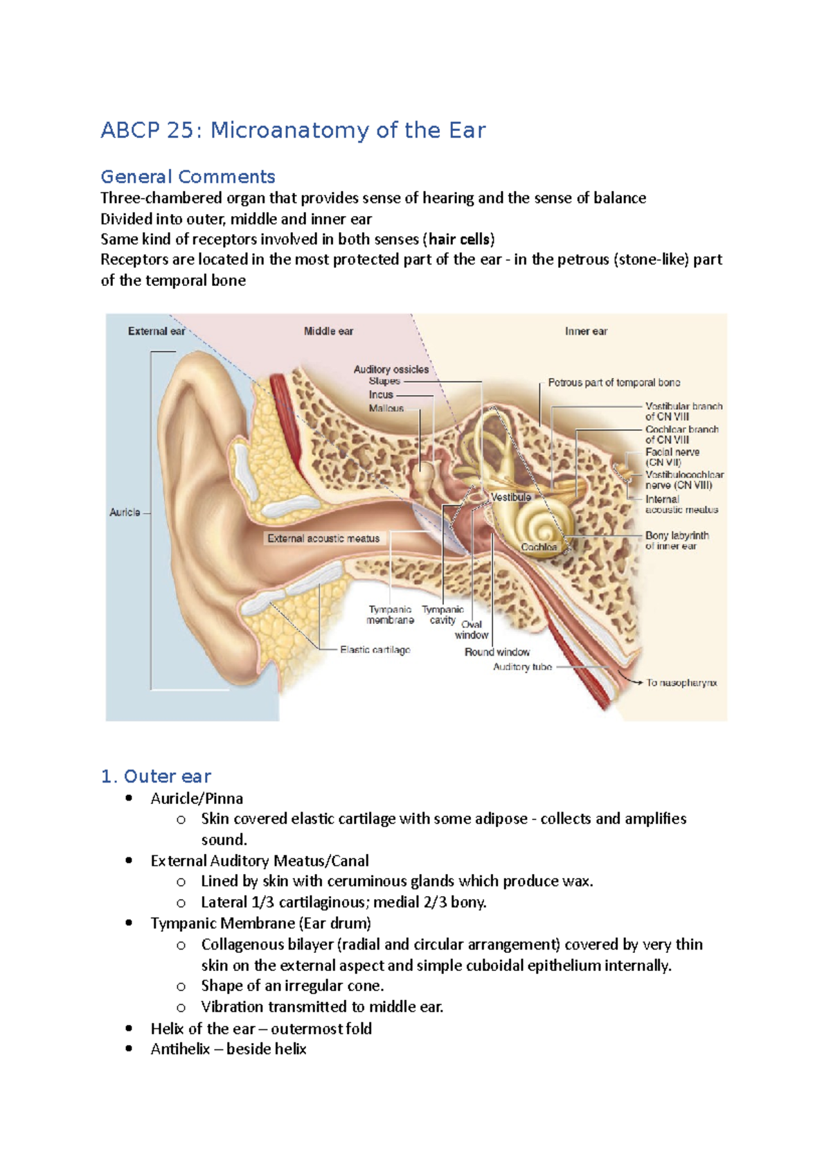 ABCP 25 - Ear - Lecture notes 25 - ABCP 25: Microanatomy of the Ear ...