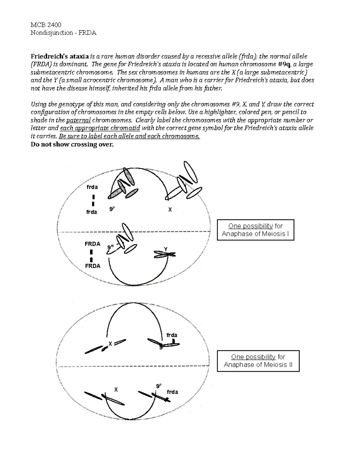 Nondisjunction - FRDA drawing nondisjunction outcomes key revised(2 ...