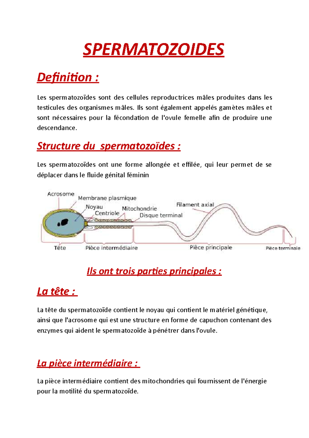 Spermatozoides - SPERMATOZOIDES Definition : Les spermatozoïdes sont ...