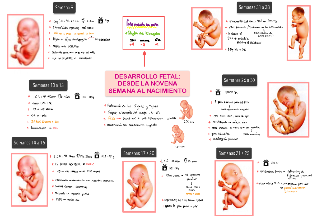 Desarrollo fetal - Semanas 10 a 13 Semanas 14 a 16 Semanas 17 a 20 Semanas 21 a 25 Semanas 26 a ...