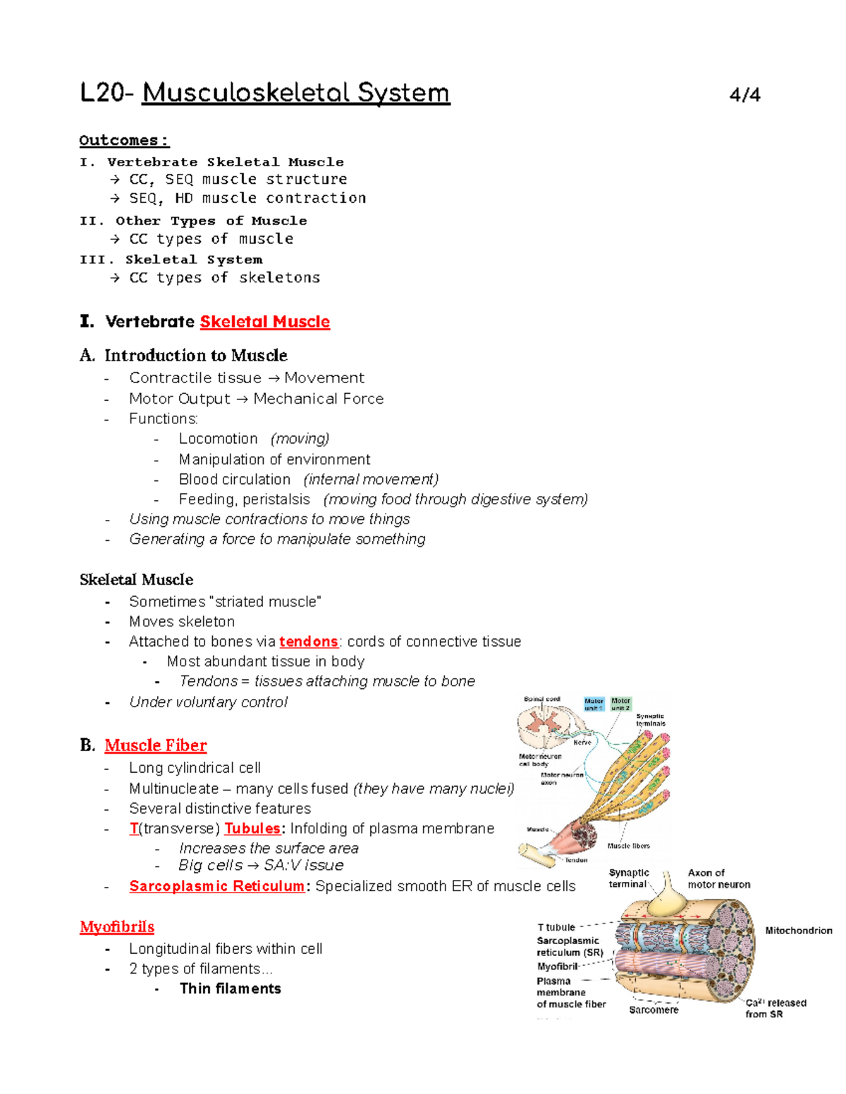 Lecture 21- Musculoskeletal System - L20- Musculoskeletal System 4 ...