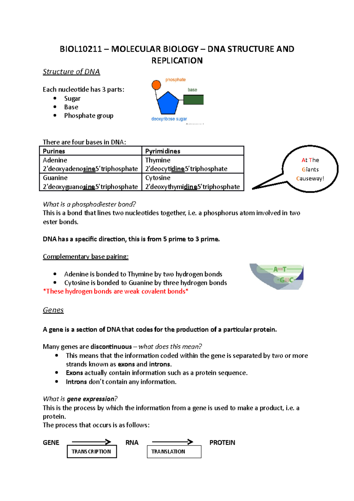 BIOL10211 - Molecular Biology - DNA Structure AND Replication ...