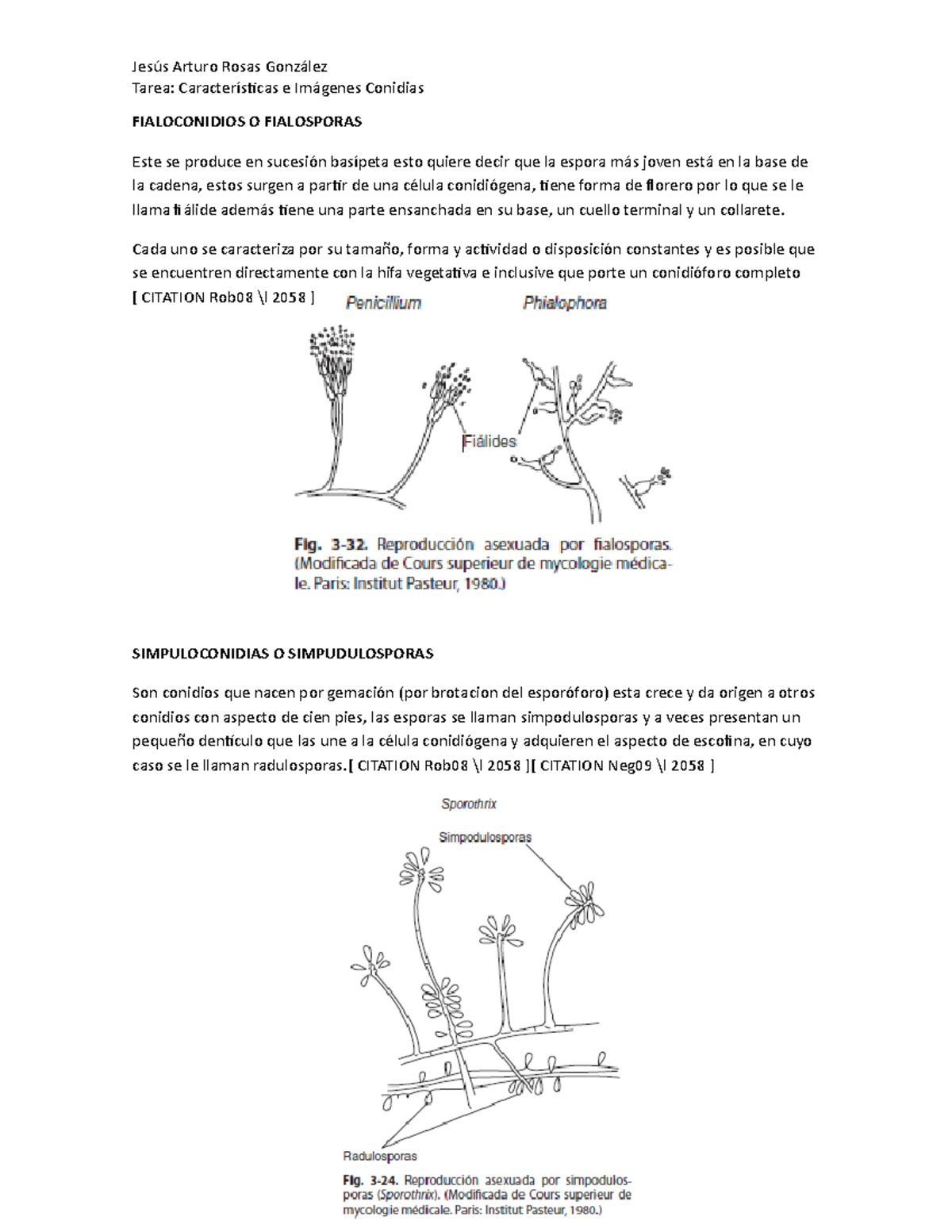 Fialoconidios O Fialosporas - Tarea: Características e Imágenes ...