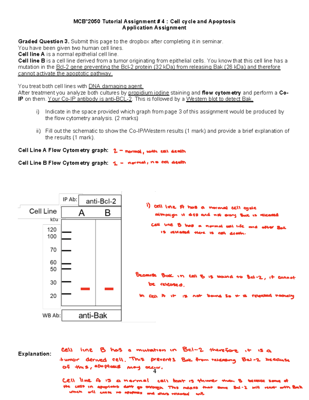 F22 Cell Cycle and Apoptosis Seminar 4 PDF - MCB*2050 Tutorial Assignment # 4 : Cell cycle and ...