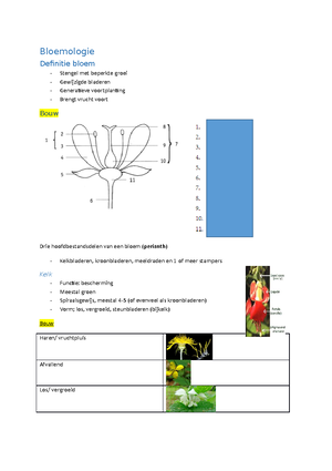 Plantkunde mono- en dicotylen - Morfologie van monocotyle (en dicotyle ...