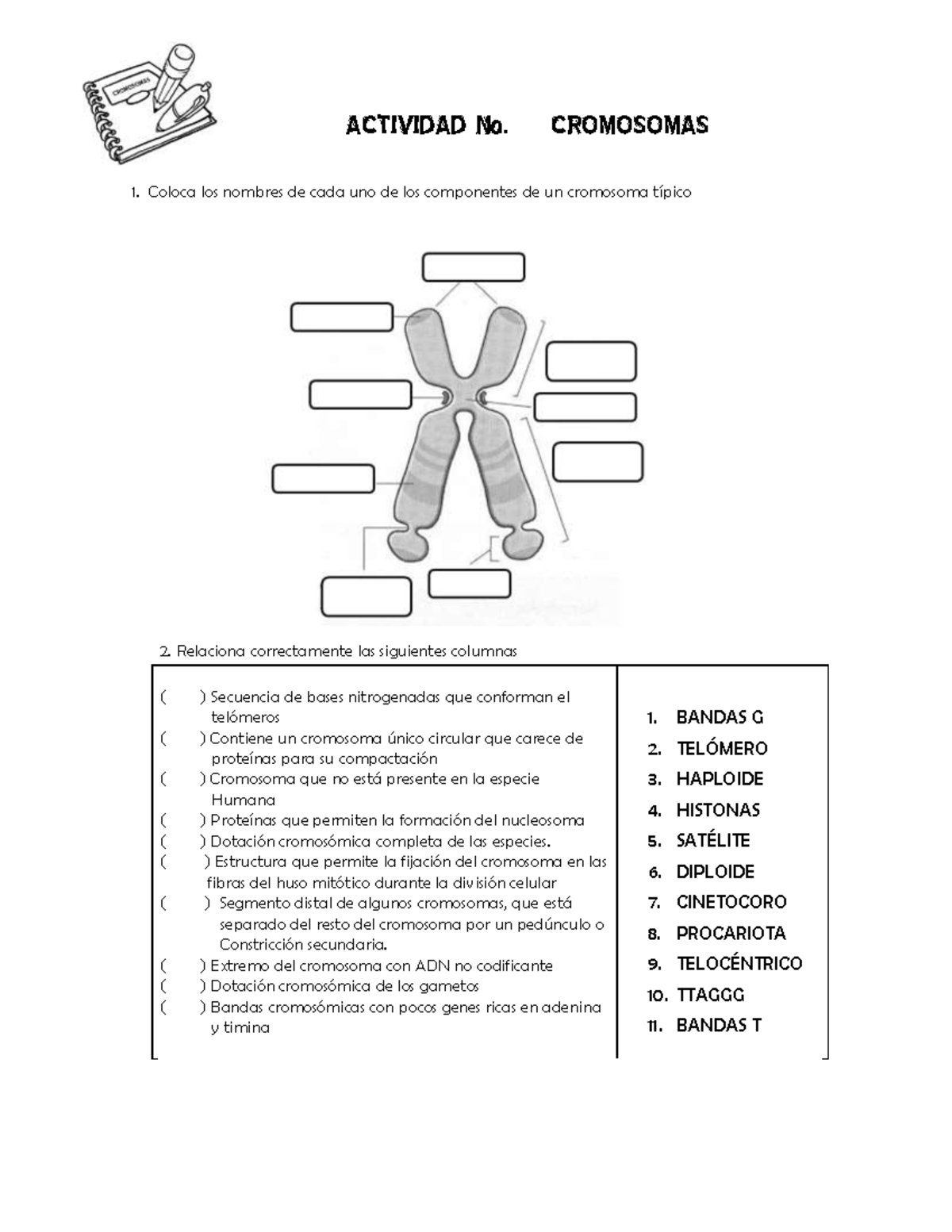 Actividad de Cromosomas - ACTIVIDAD No. CROMOSOMAS 1. Coloca los nombres de cada uno de los ...
