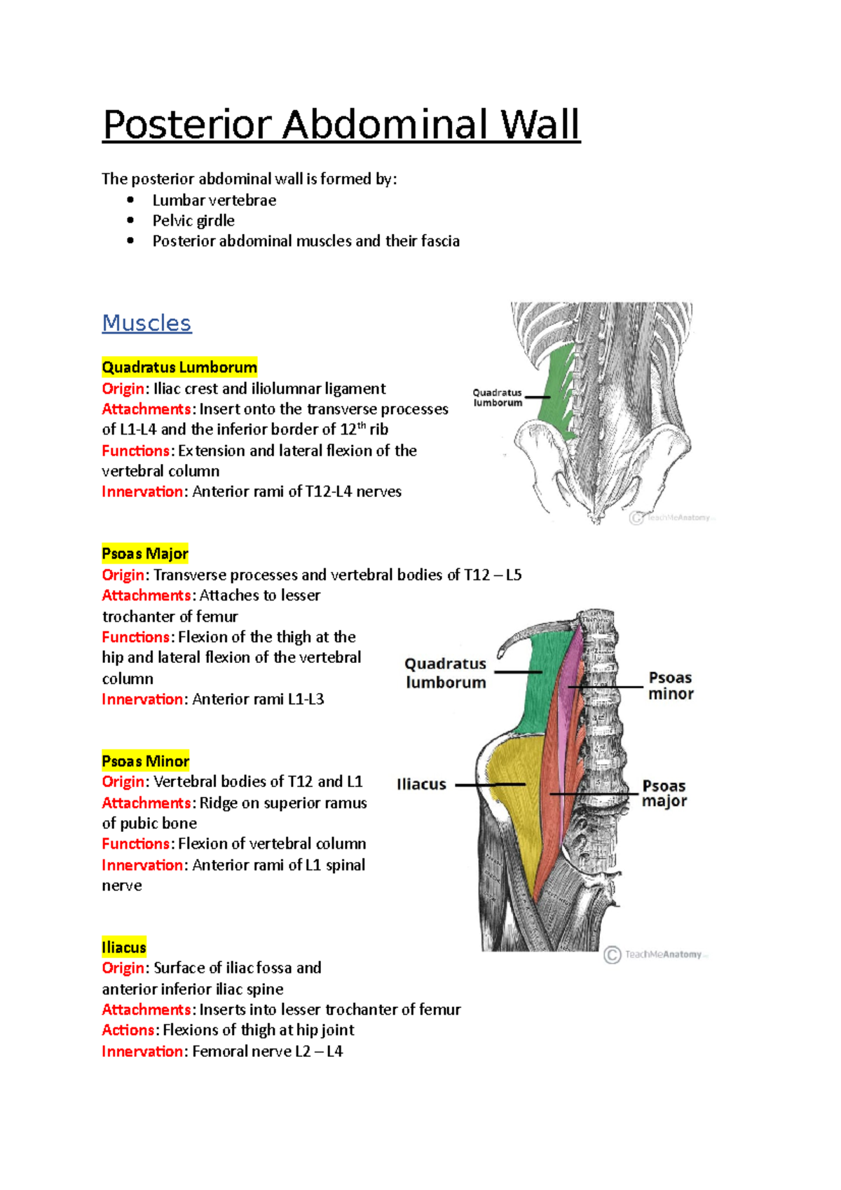 Posterior Abdominal Wall - Studocu