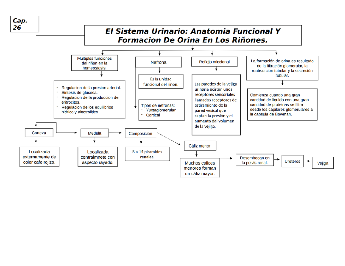 Mapas de fisio - Cap. 26 El Sistema Urinario: Anatomia Funcional Y Formacion De Orina En Los ...