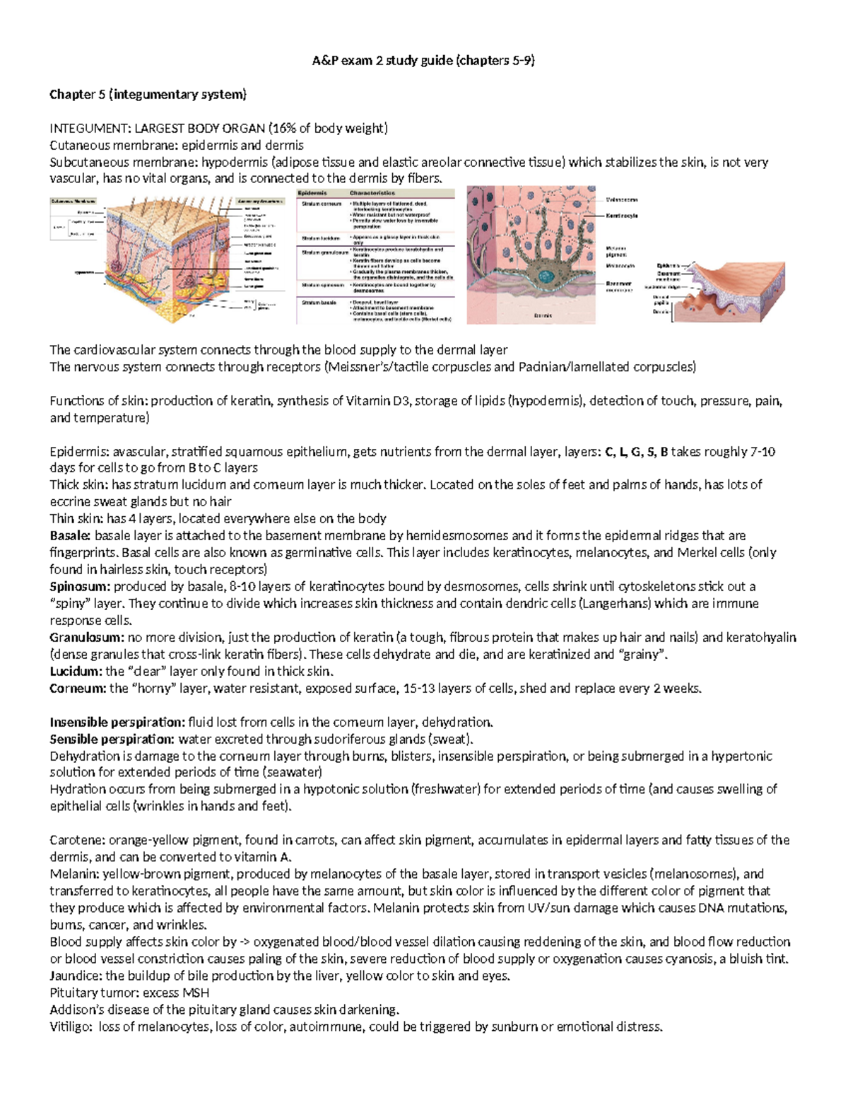 A&P1exam2studyguide(ch5-9) - A&P exam 2 study guide (chapters 5-9 ...