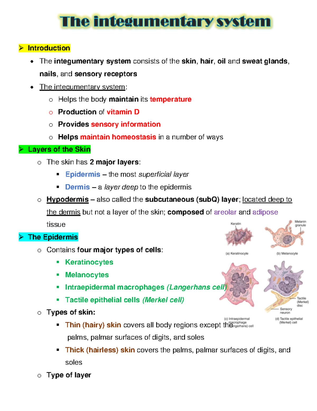 The integumentary system anatomy and physiology study guide ...